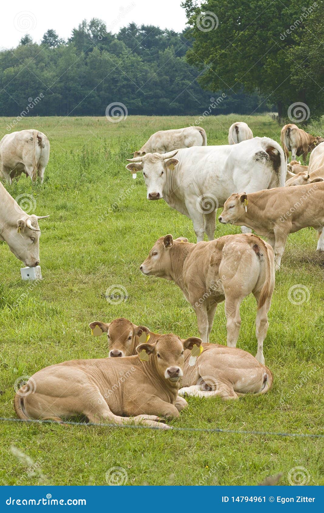 Cow on a farm stock image. Image of shot, tags, grass - 14794961