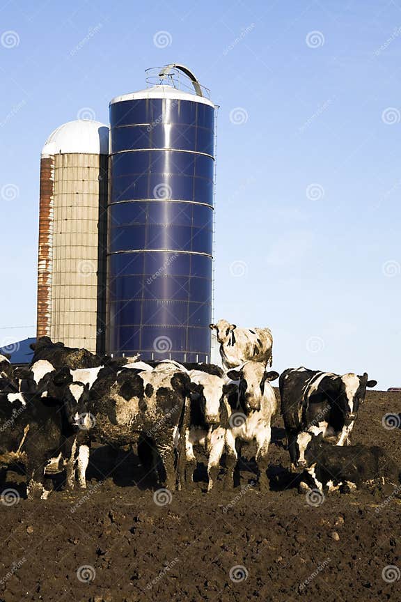 Cow Farm stock photo. Image of color, midwest, built - 15936634