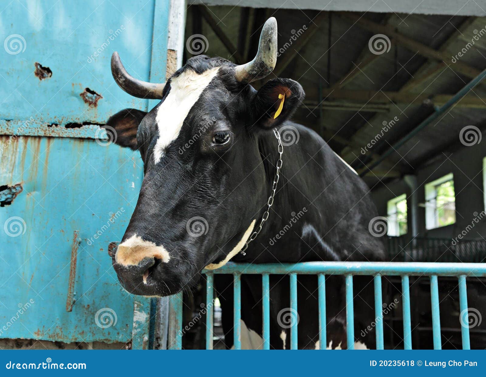 Cow at farm stock photo. Image of livestock, clog, agriculture - 20235618