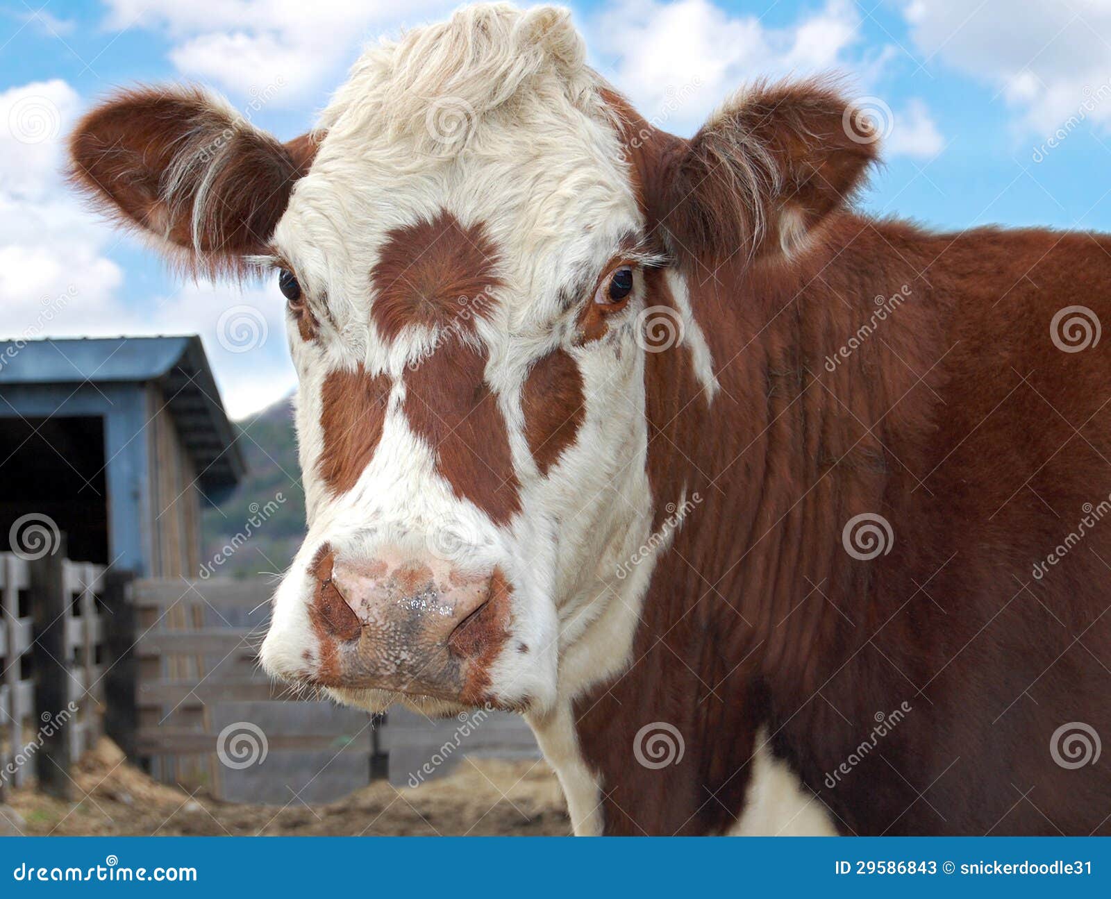 Cow at farm stock image. Image of milk, farm, fence, mammal - 29586843