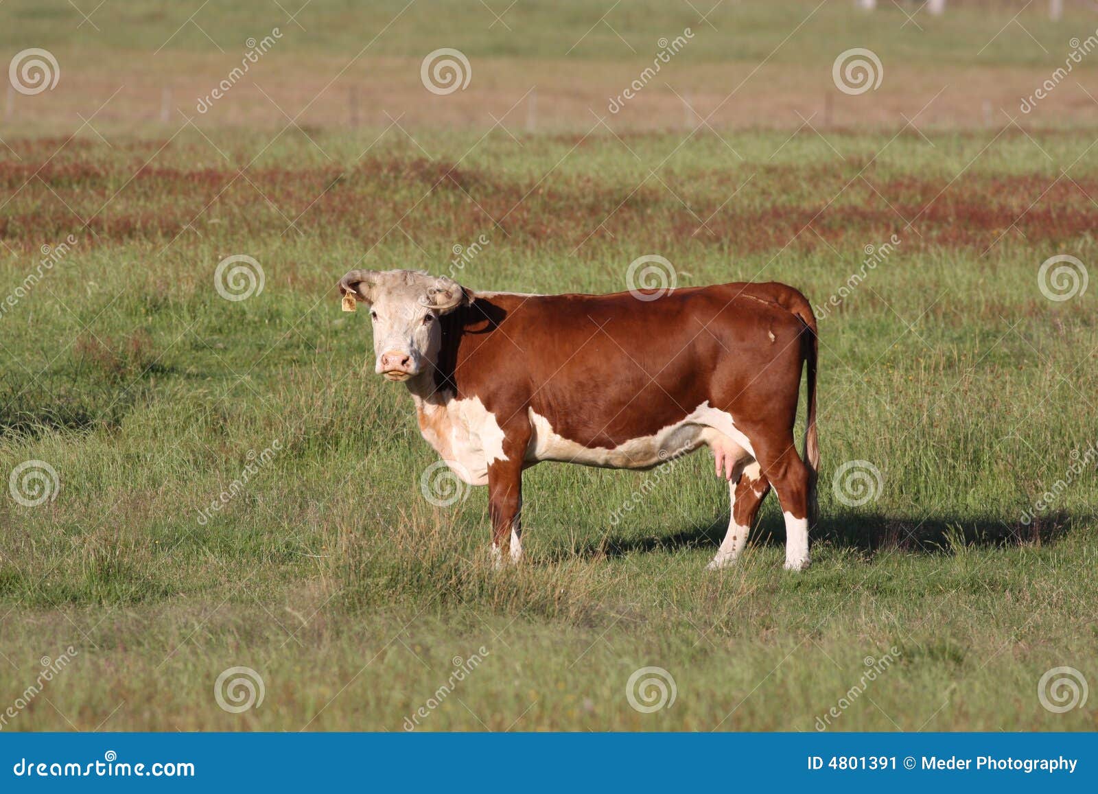 Cow on farm stock image. Image of australia, gaze, herd - 4801391