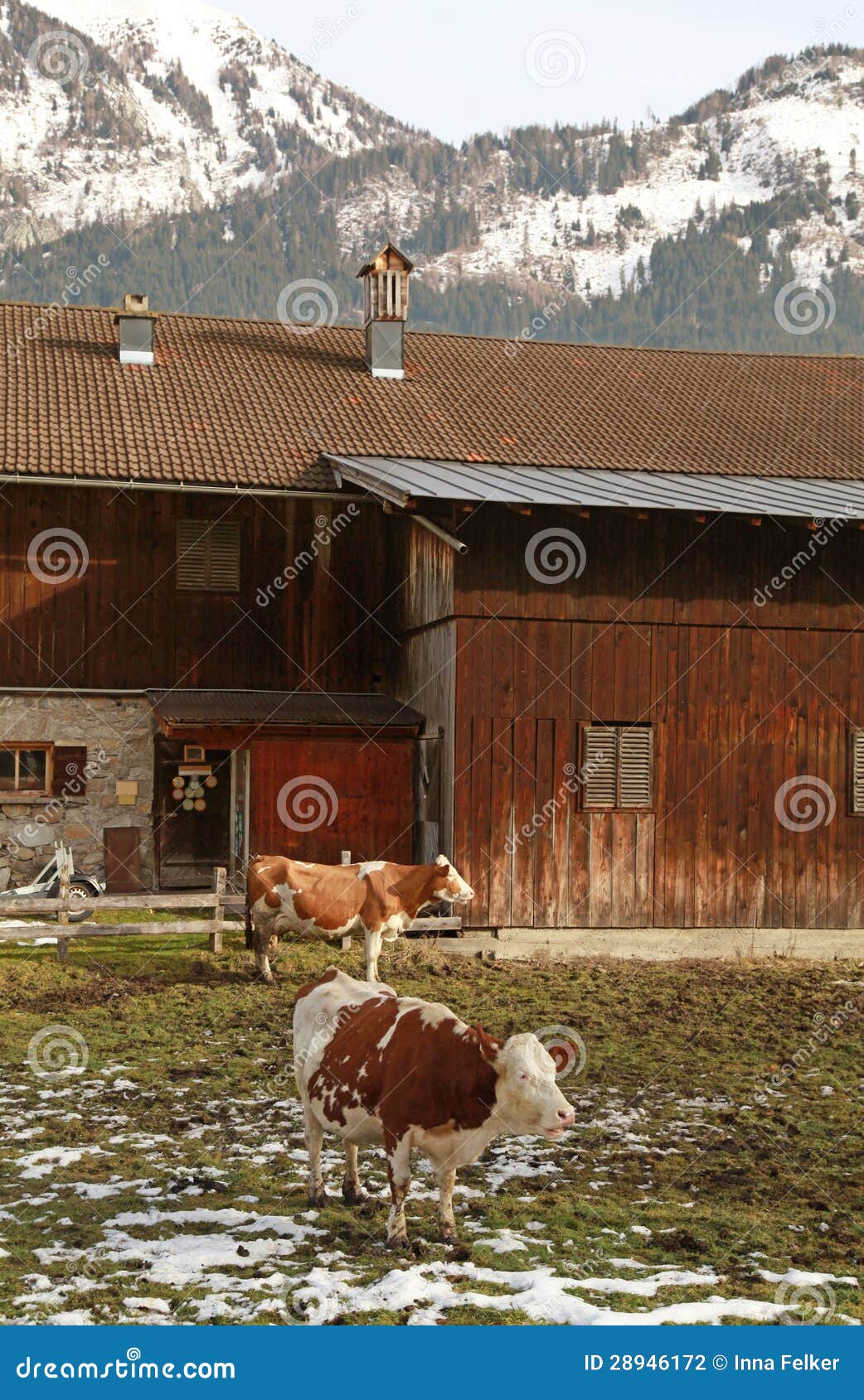 Cow and Farm in Alps, Austria Stock Photo - Image of curiosity ...