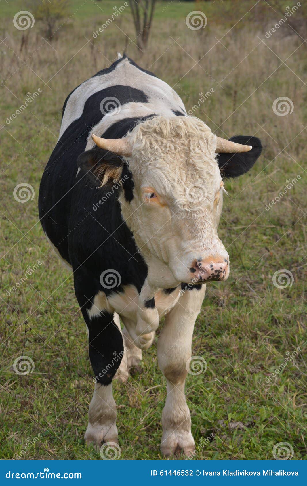 Cow stock photo. Image of nature, fall, hooves, slovakia - 61446532