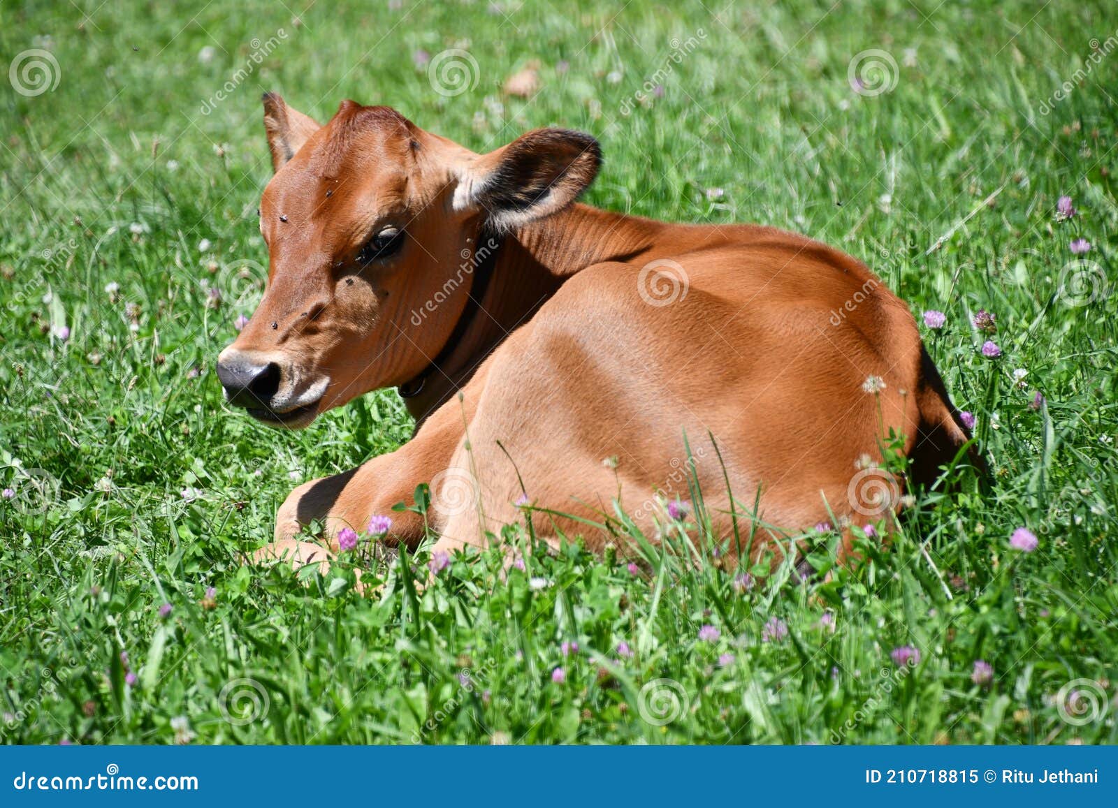 Cow on a Farm stock image. Image of connecticut, animal - 210718815