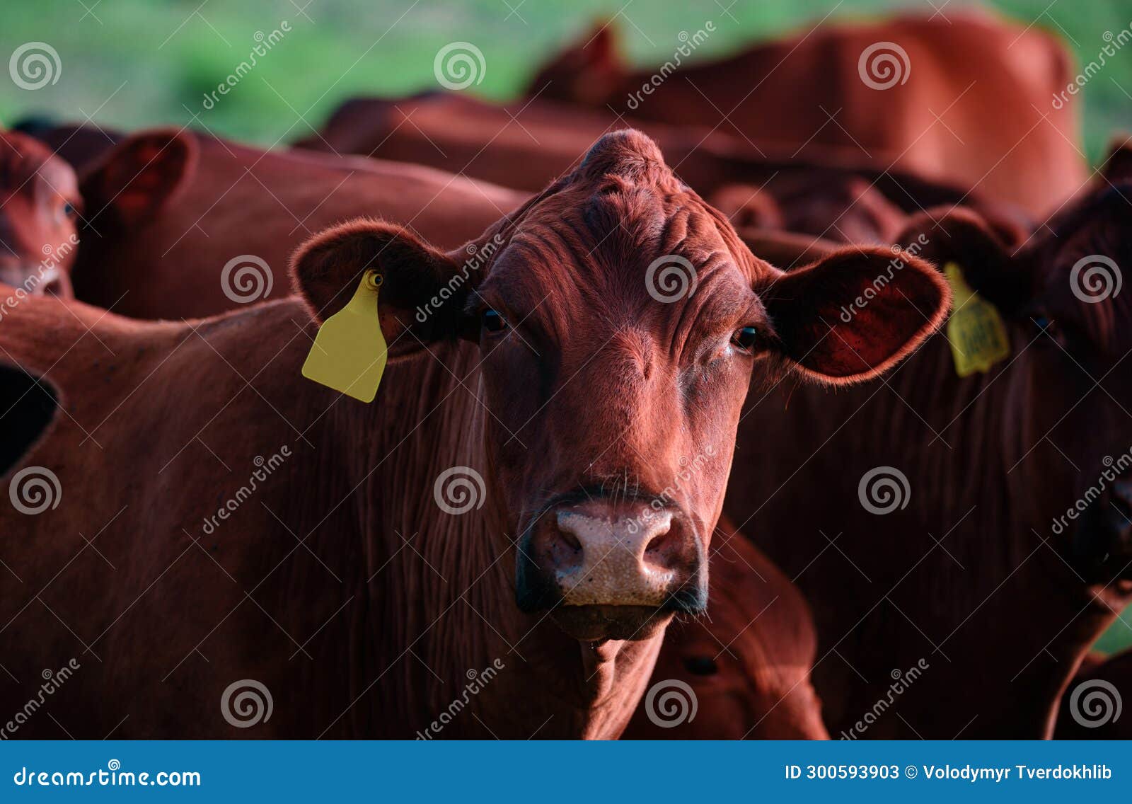 Cow Farm. Cows Head Grazing at Field. Stock Image - Image of farming ...