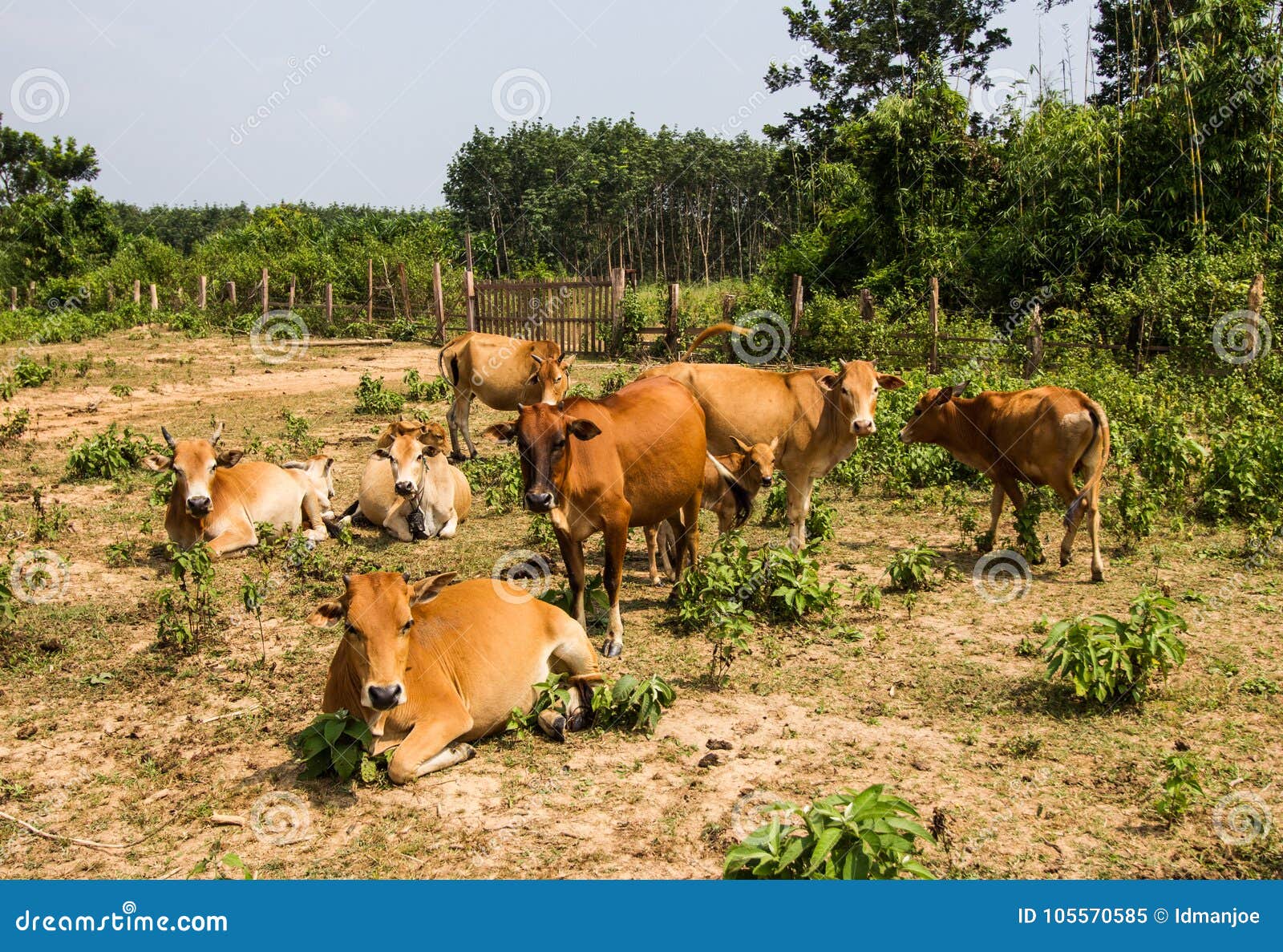 Filipino Outline Stock Photos - Free & Royalty-Free Stock Photos from ...