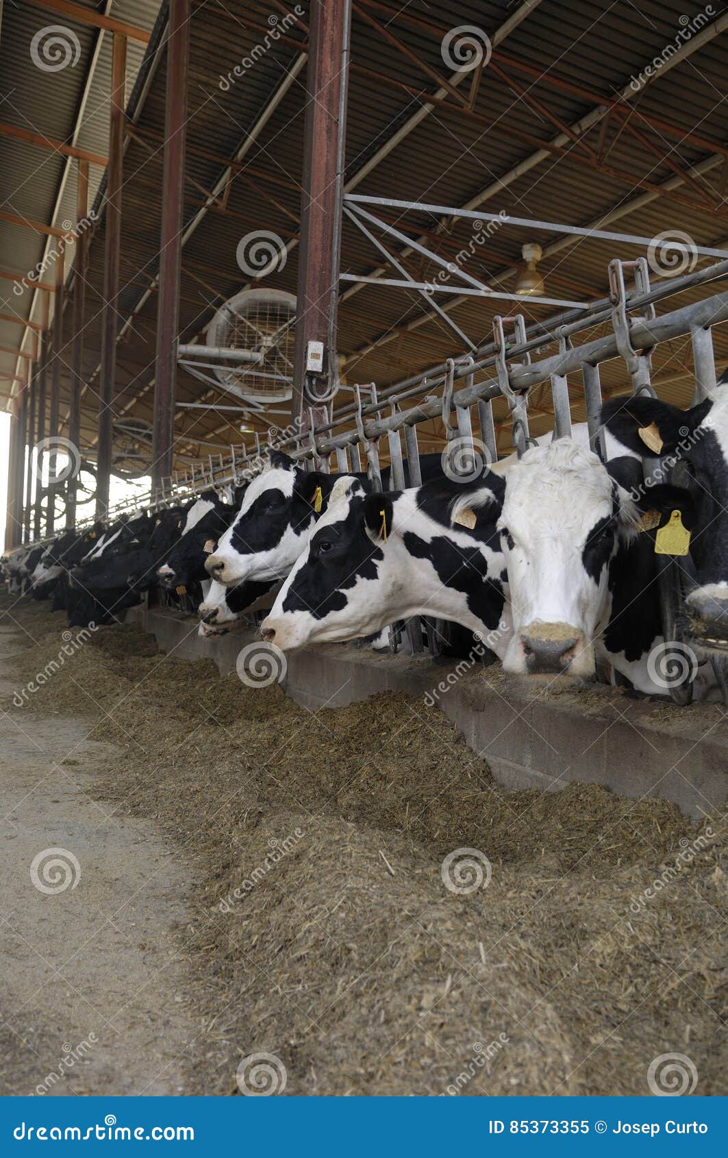 505 Farm Animals Inside Fence Stock Photos - Free & Royalty-Free Stock ...