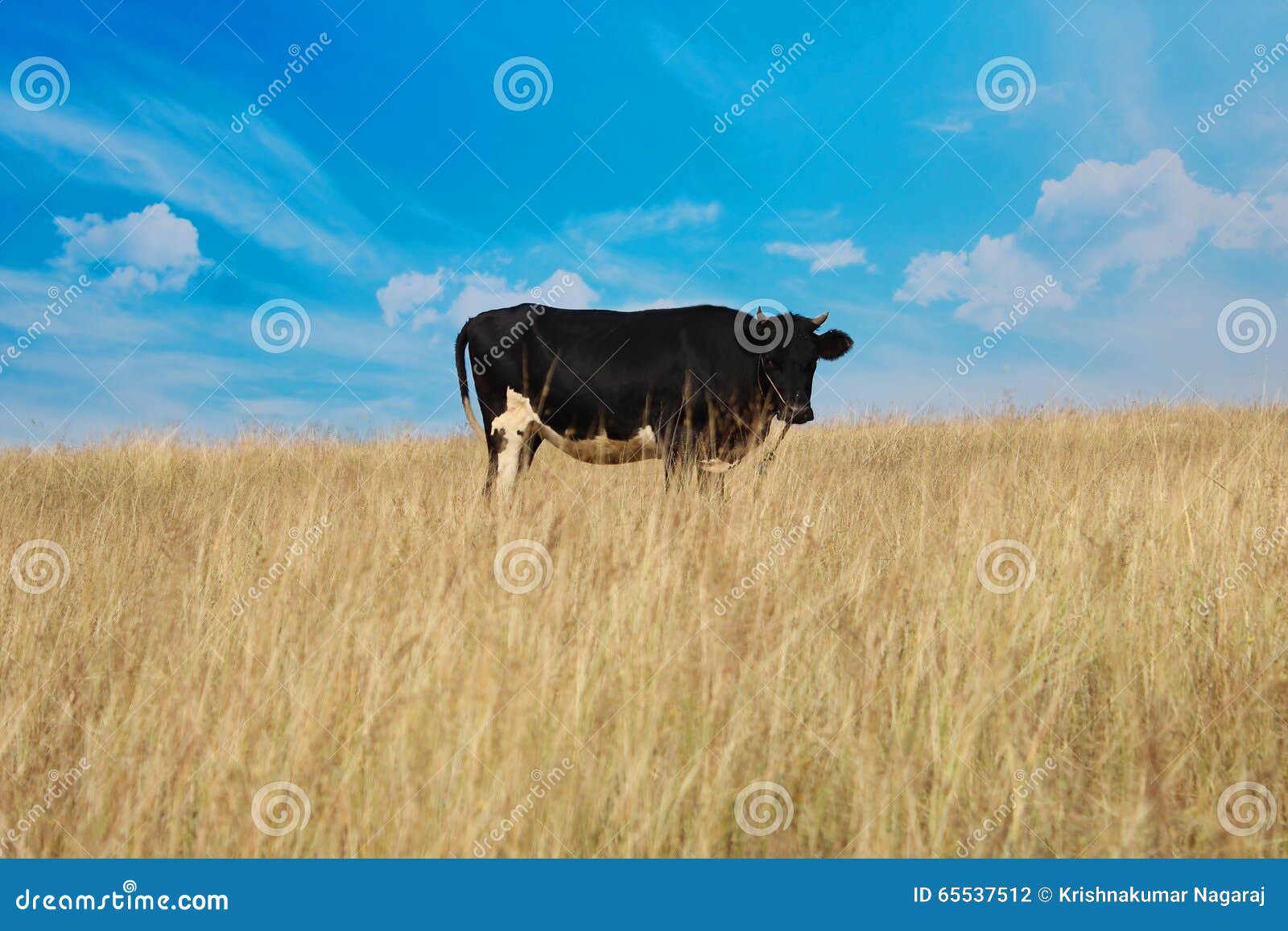 Cow at farm field stock photo. Image of field, farm, wheat - 65537512