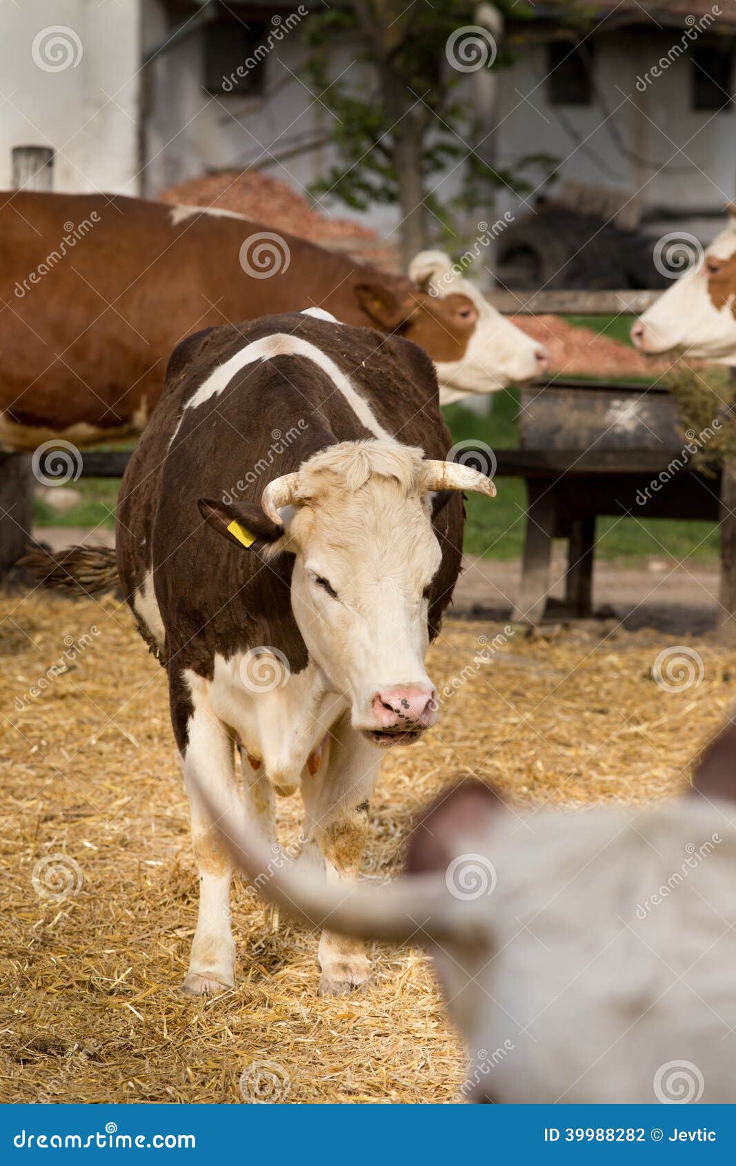 Cow on farm stock photo. Image of farmland, ranch, dairy - 39988282