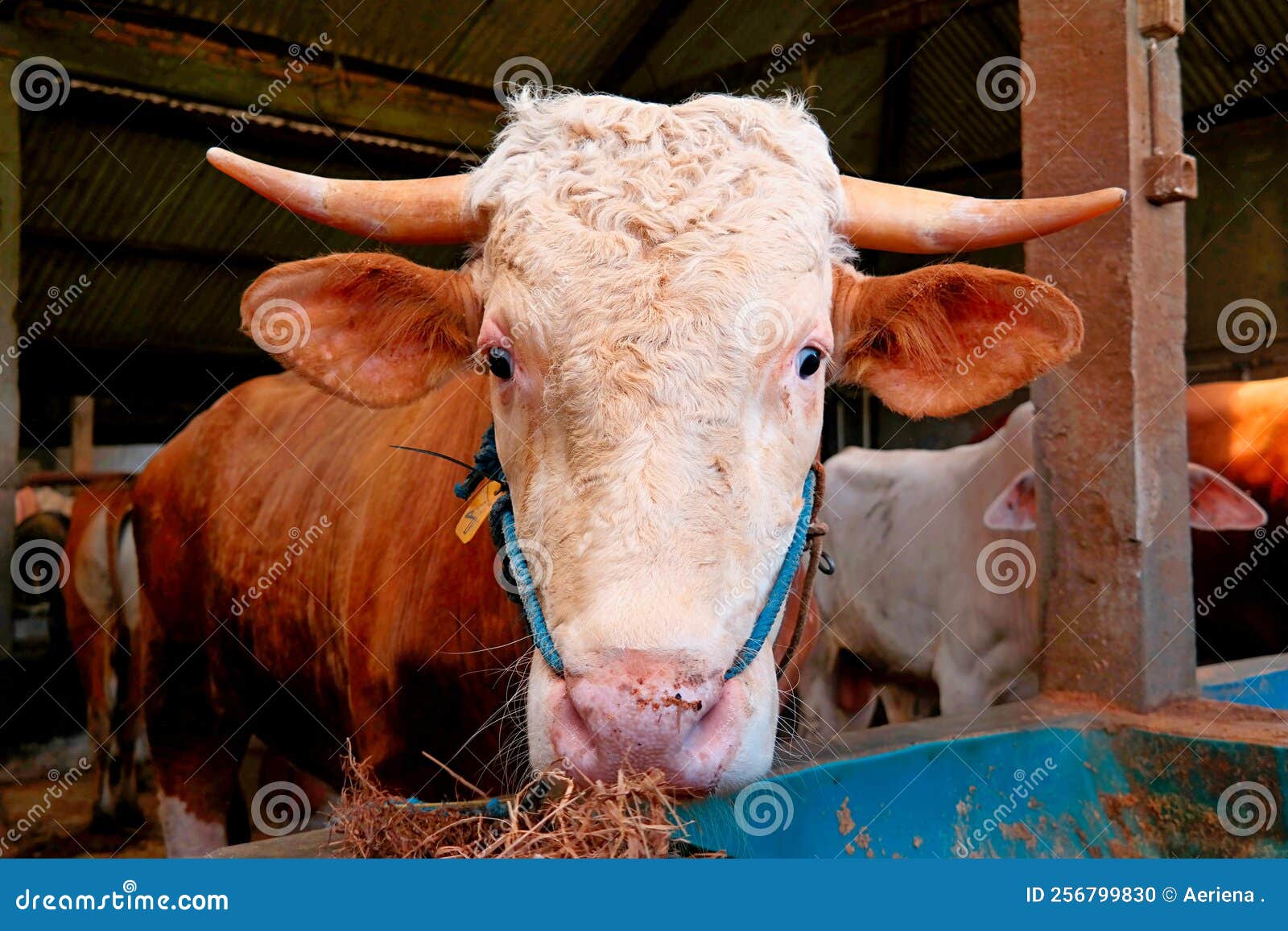 Cow Farm in Java, Indonesia Stock Photo - Image of mammal, cowfarm ...