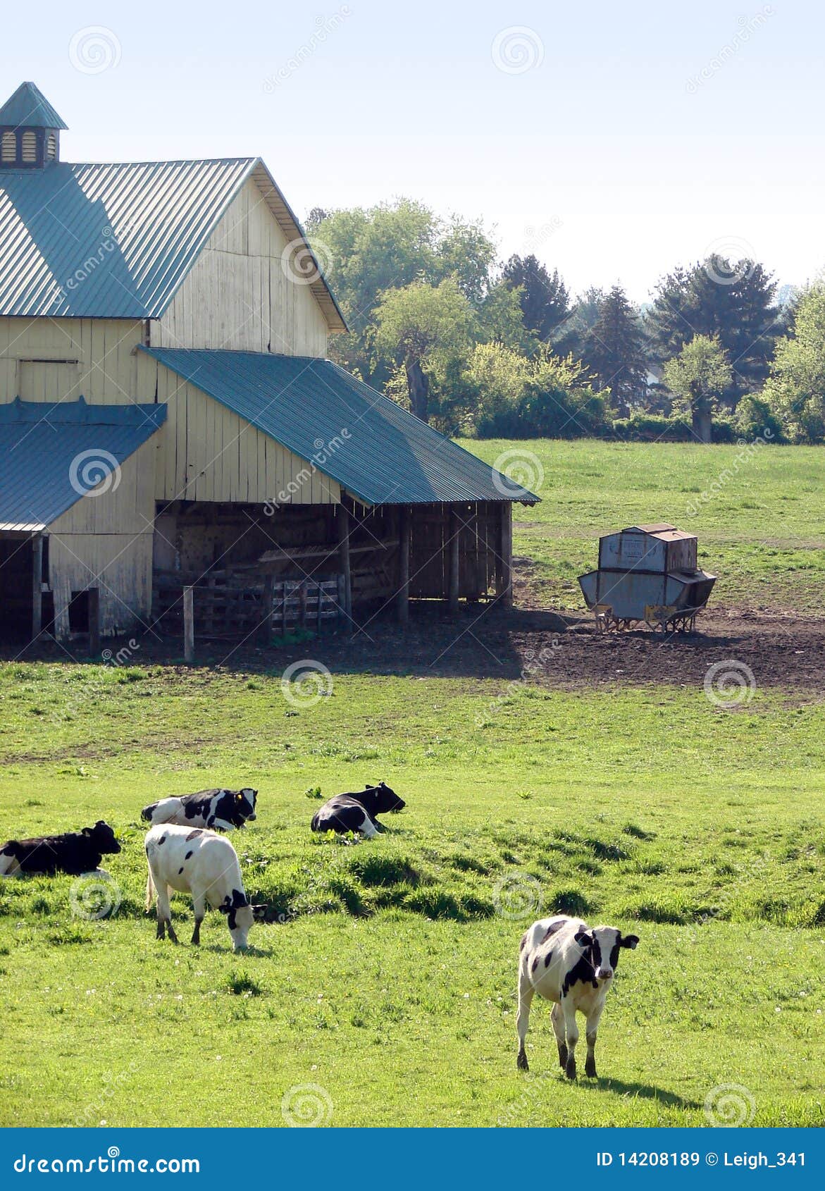 Cow Farm in Maryland stock image. Image of house, grass - 14208189