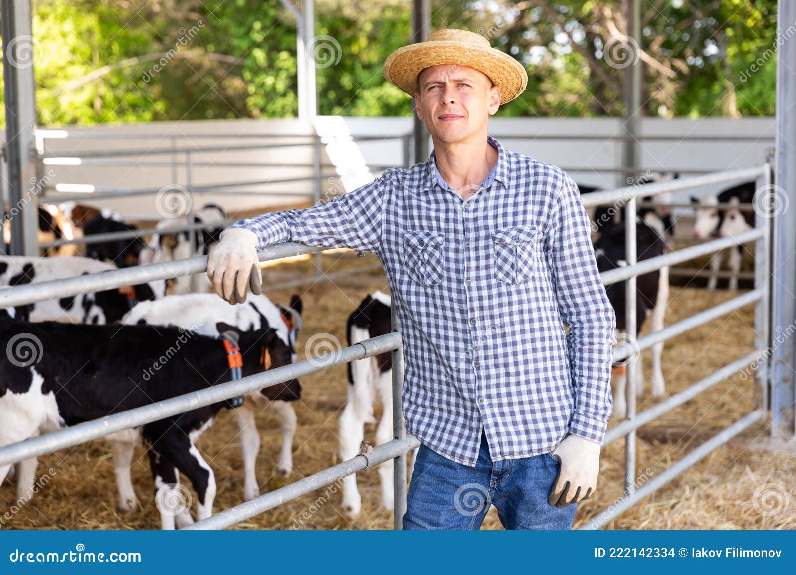 Cow Farm Owner Posing in Barn Stock Photo - Image of occupation ...