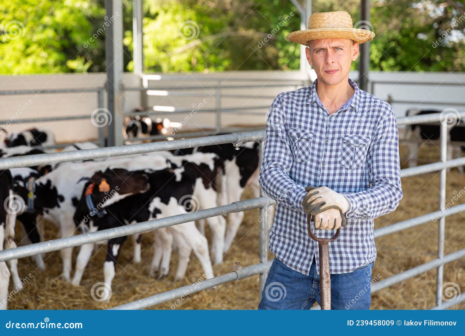Cow Farm Owner Posing in Barn Stock Image - Image of posing, working ...