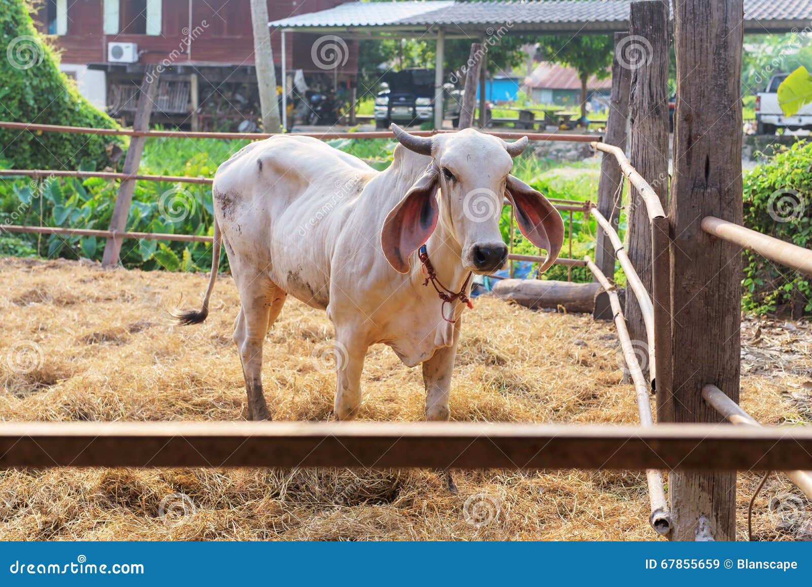 A Cow in Farm with Rim Light Stock Image - Image of face, brown: 67855659
