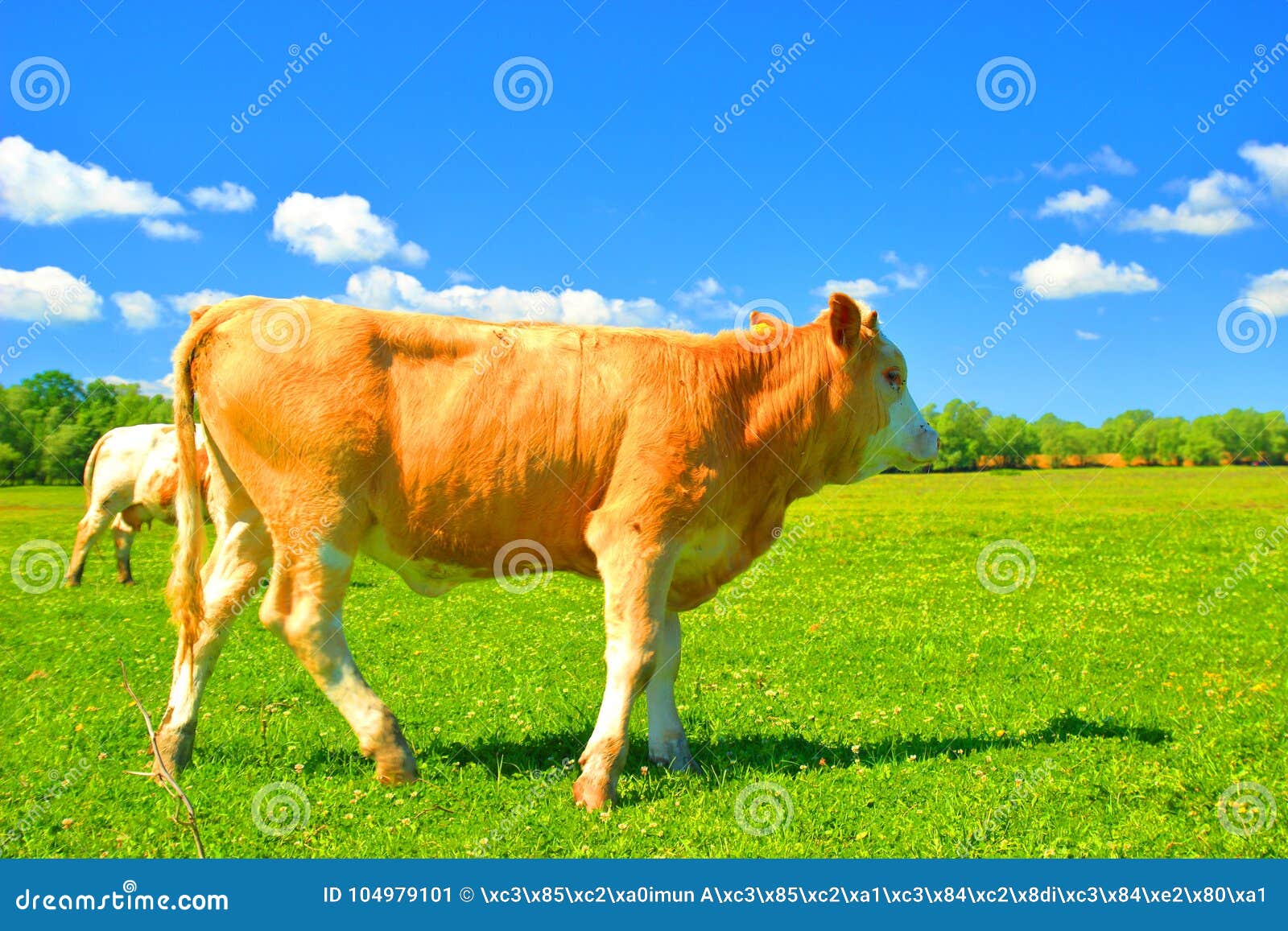Cow on farm stock image. Image of park, weather, cattle - 104979101