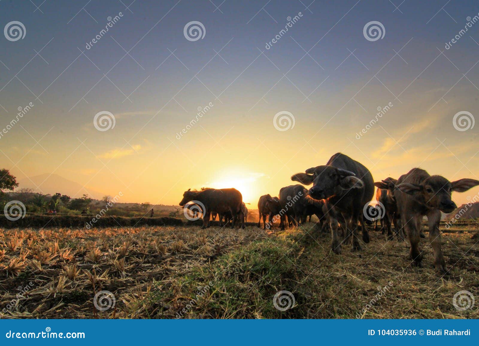 Cow in farm with sunrise stock photo. Image of nature - 104035936
