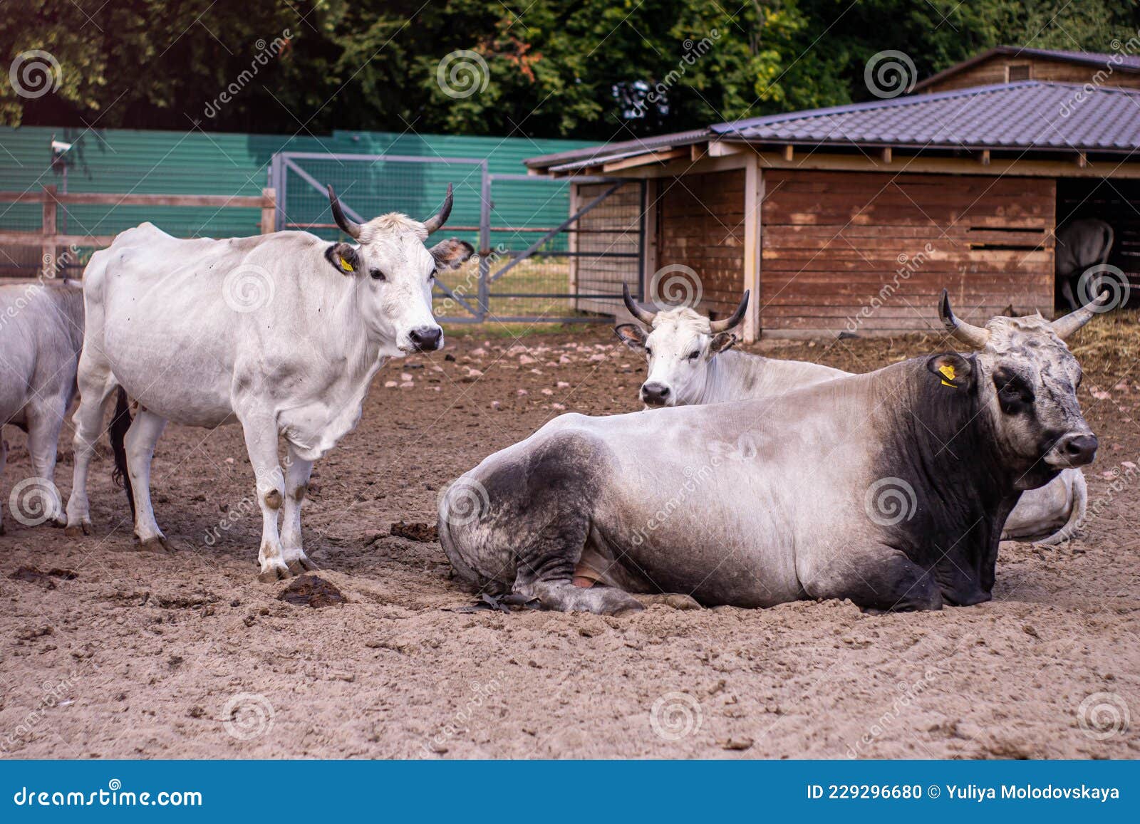Cow Farm. White Cows are in the Hedge. Cows Graze Stock Photo - Image ...