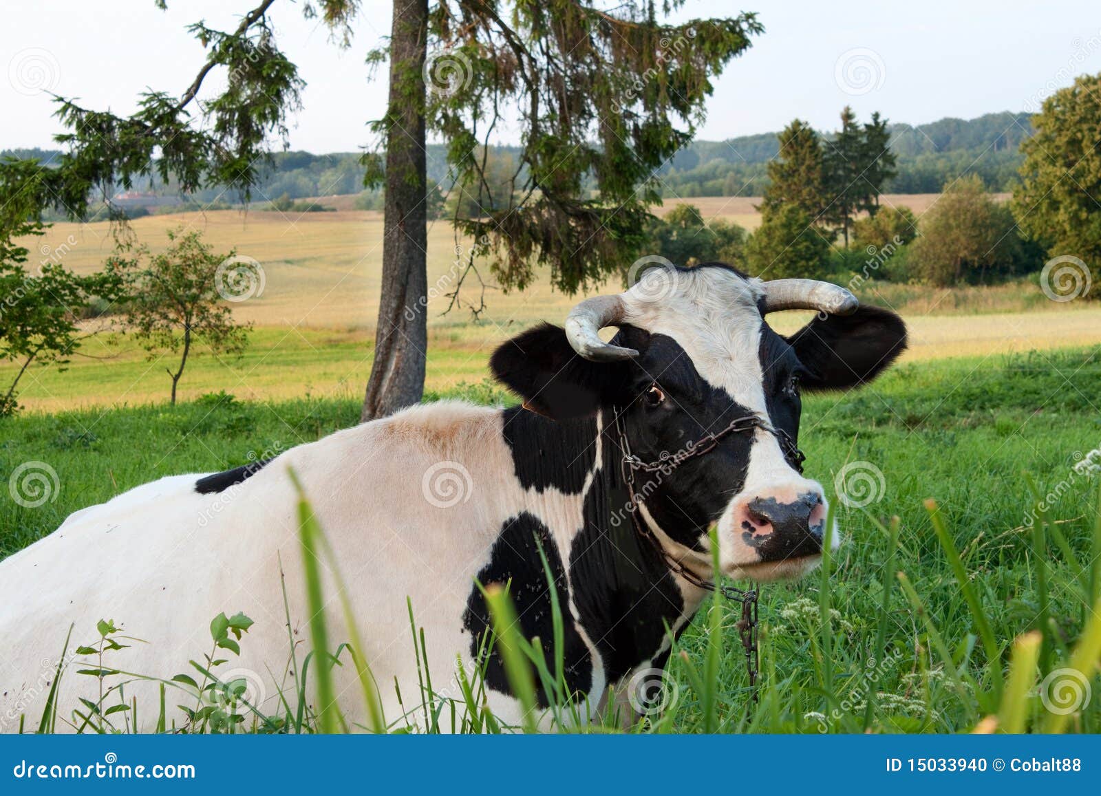 Cow on a farmland stock photo. Image of friesland, poland - 15033940