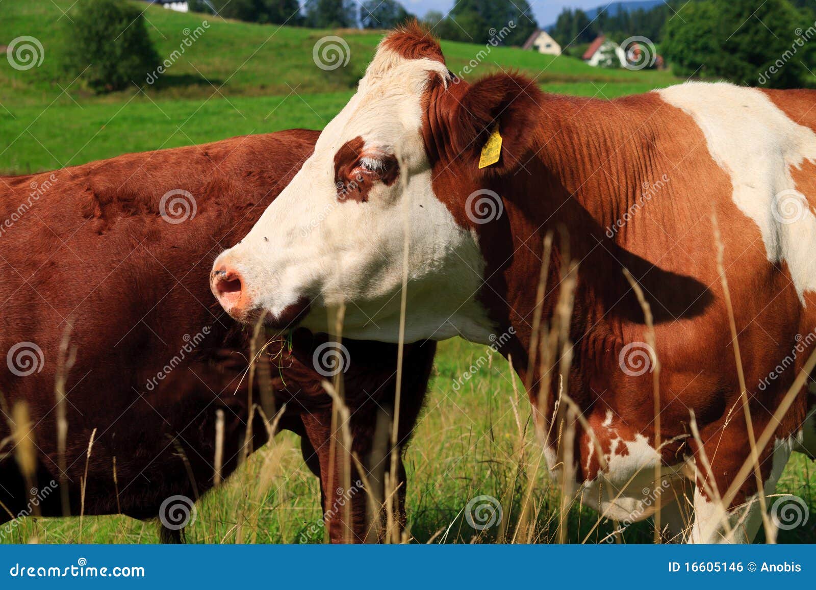 Cow on farmland stock photo. Image of country, cattle - 16605146