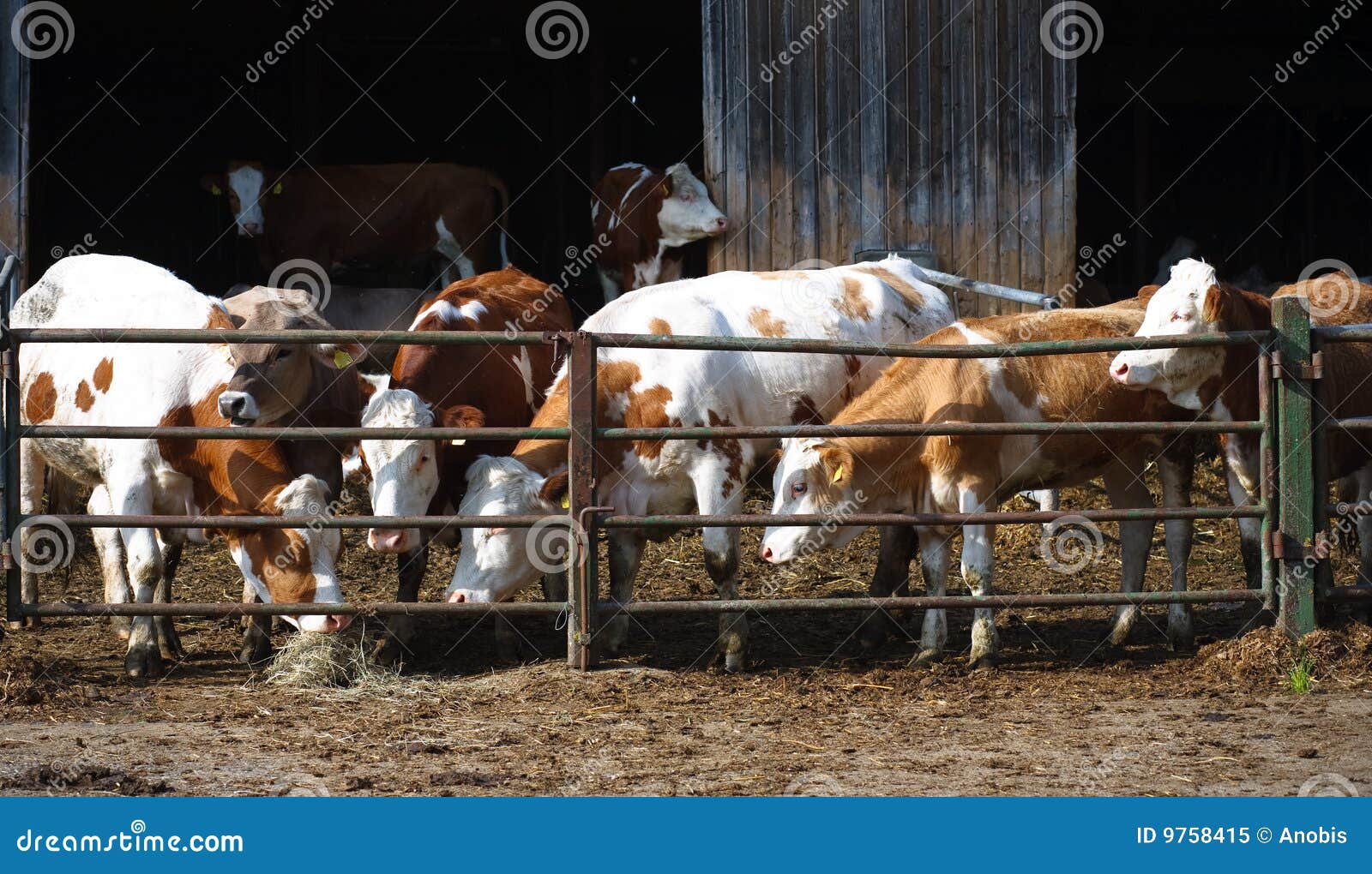 Cow on farmland stock image. Image of nature, detail, standing - 9758415