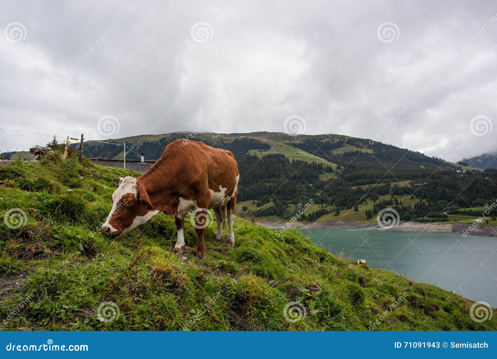 Cow at Farmland during the Spring Stock Image - Image of nature ...