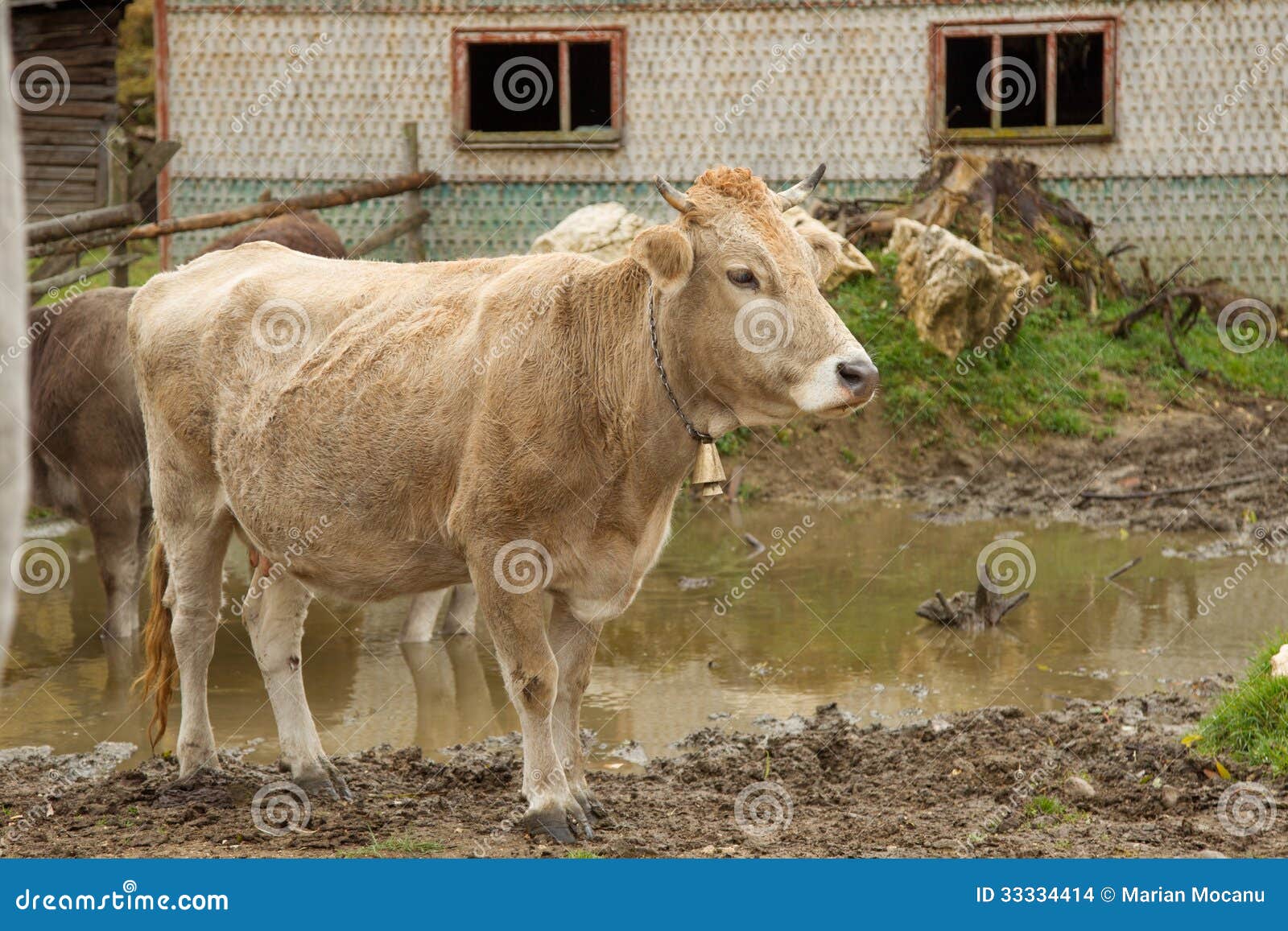 Cow stock photo. Image of agricultural, ears, green, white - 33334414