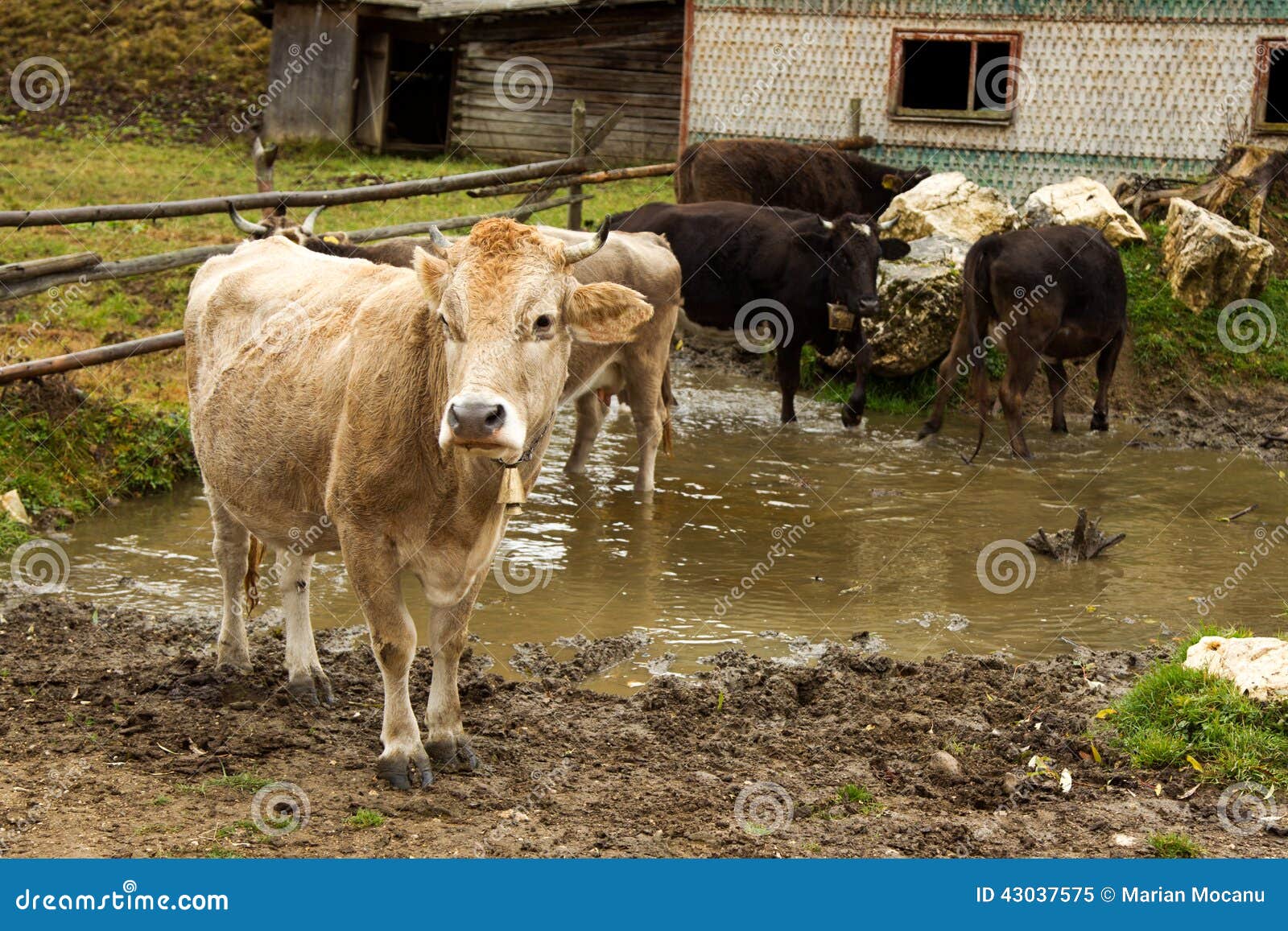 Cow stock image. Image of meadow, agricultural, mouth - 43037575