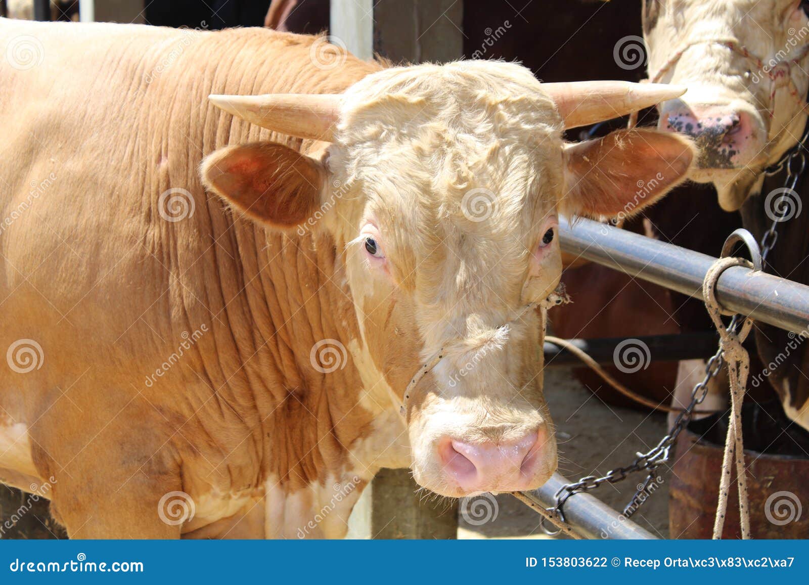 Cow for the Feast of Sacrifice, Turkish Holiday Stock Photo - Image of ...