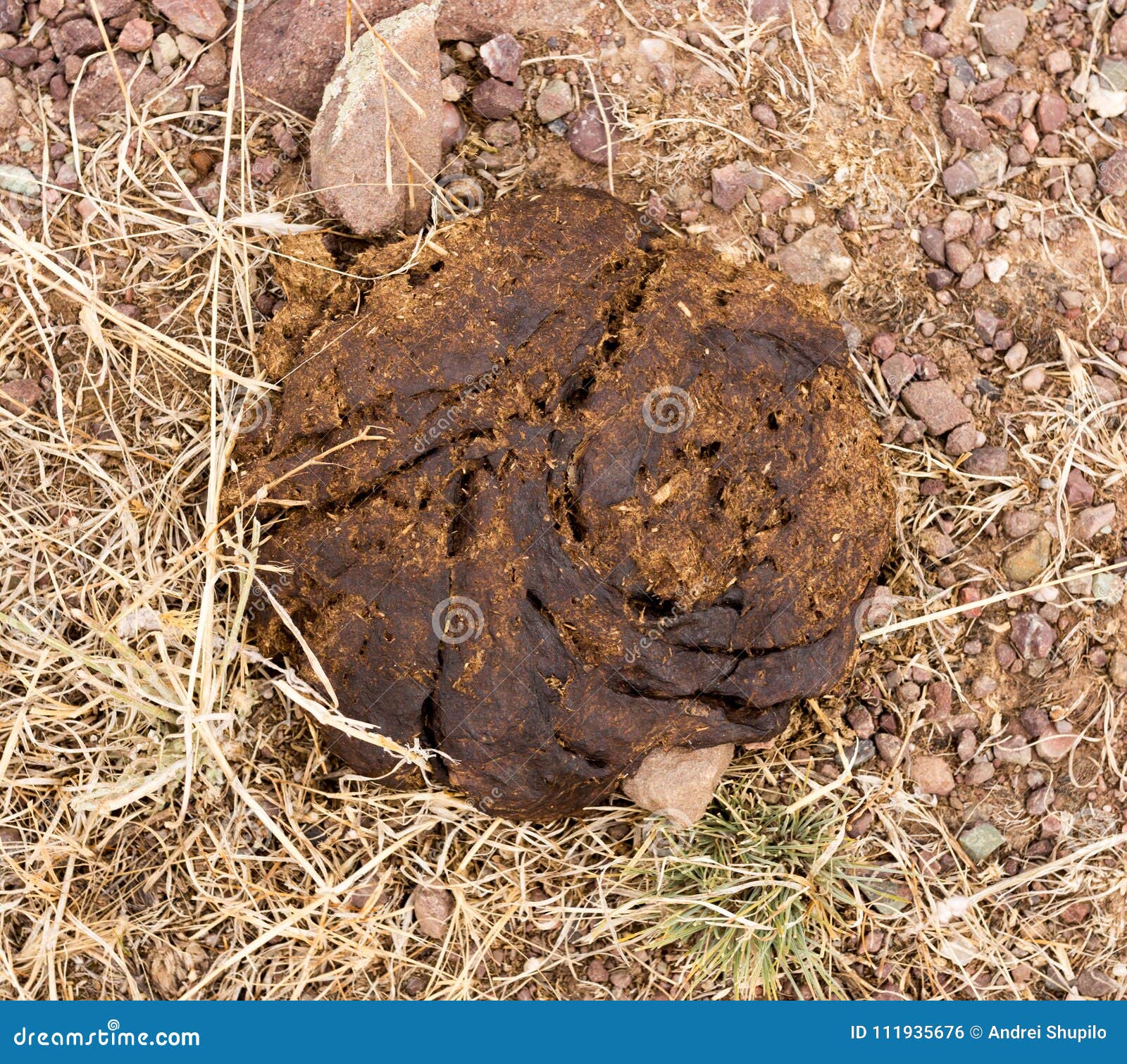 Cow feces on the ground stock photo. Image of animal - 111935676