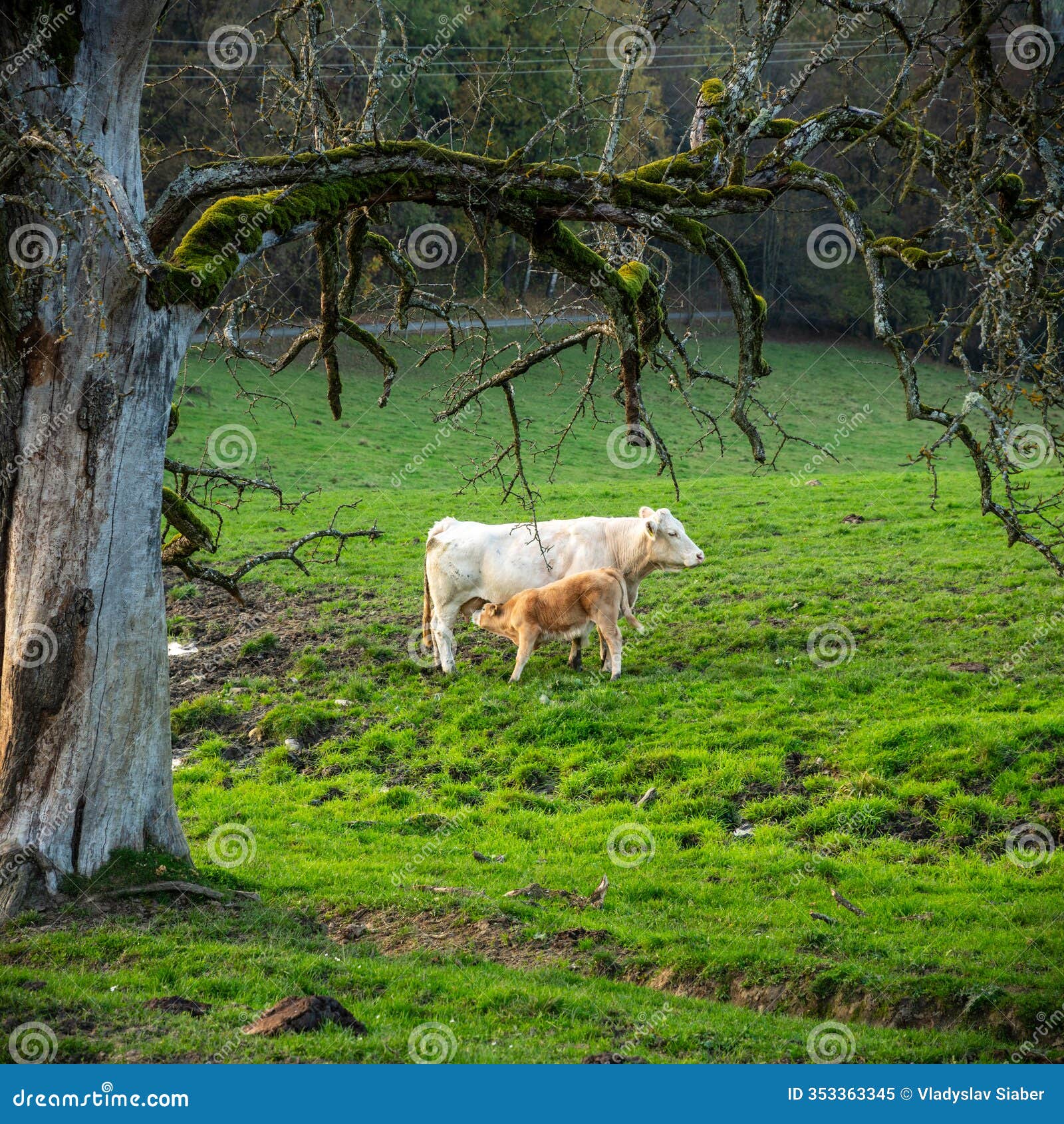 Cow Feeding Calf on Alpine Slope Stock Image - Image of head, animal ...