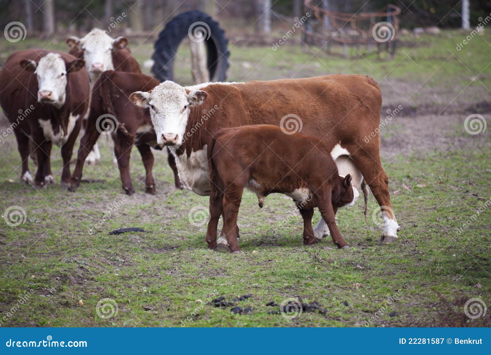 Cow feeding cattle stock image. Image of brown, farm - 22281587