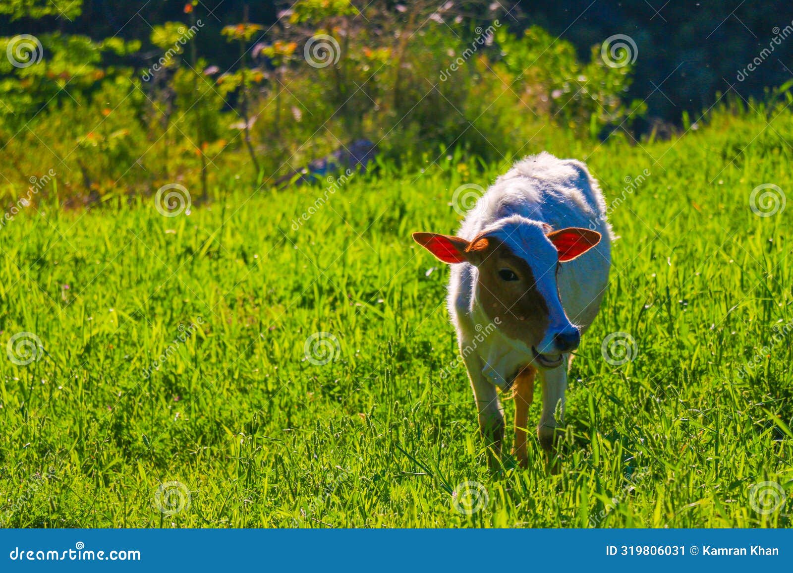 A Cow Feeding at Fields, Swat Valley Pakistan Stock Image - Image of ...