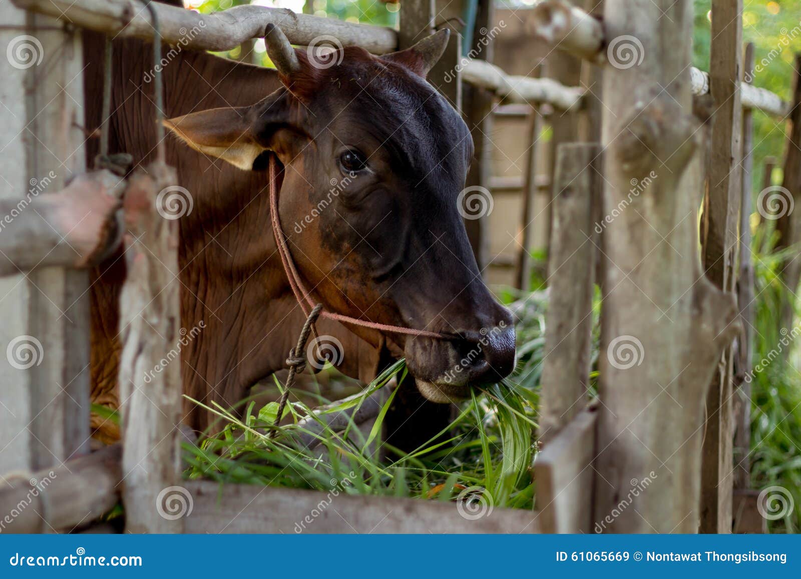 Cow feeding time stock image. Image of herd, local, industry - 61065669