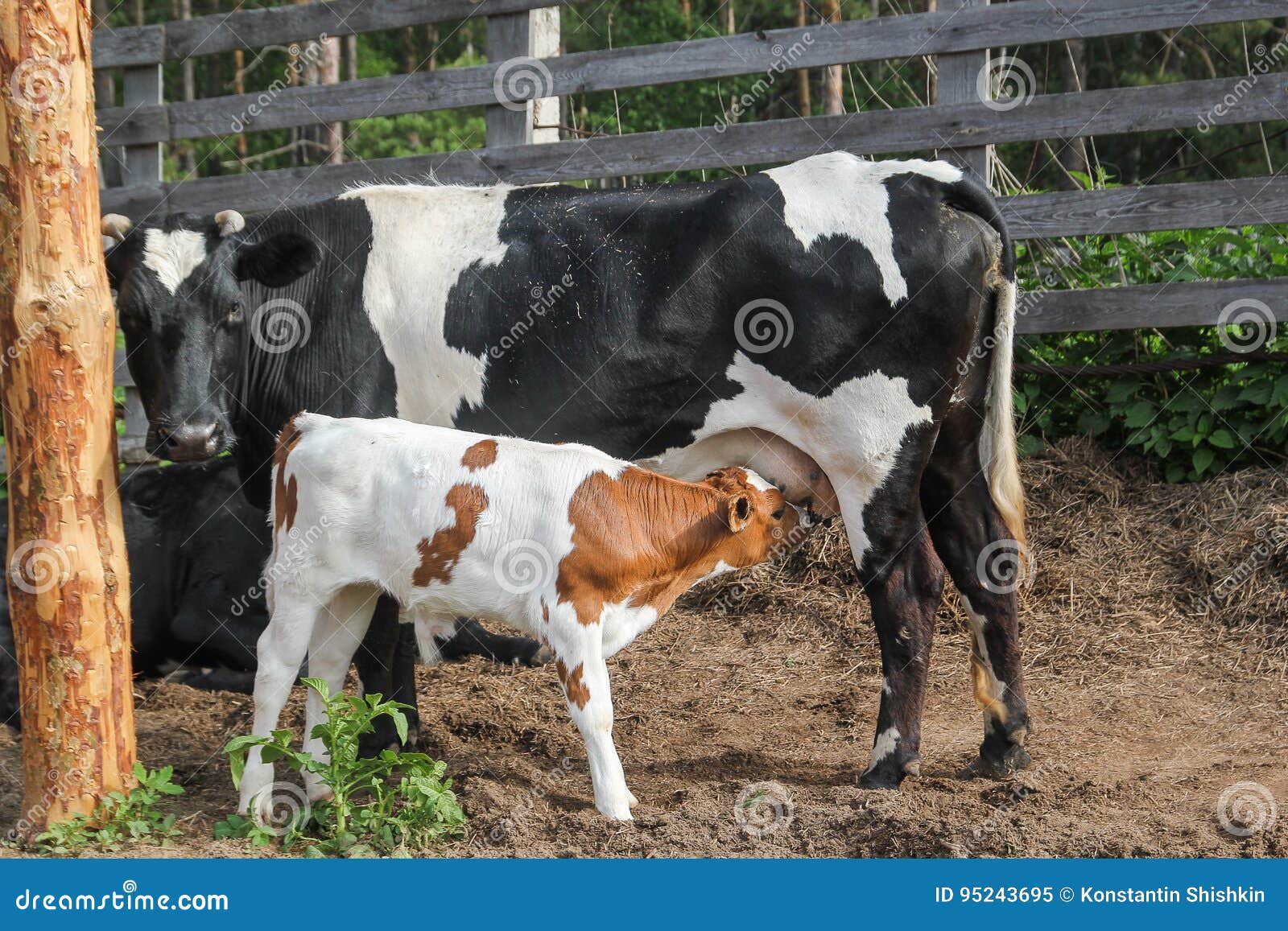 The Cow Feeds the Calf Milk from the Udder Stock Image - Image of ...
