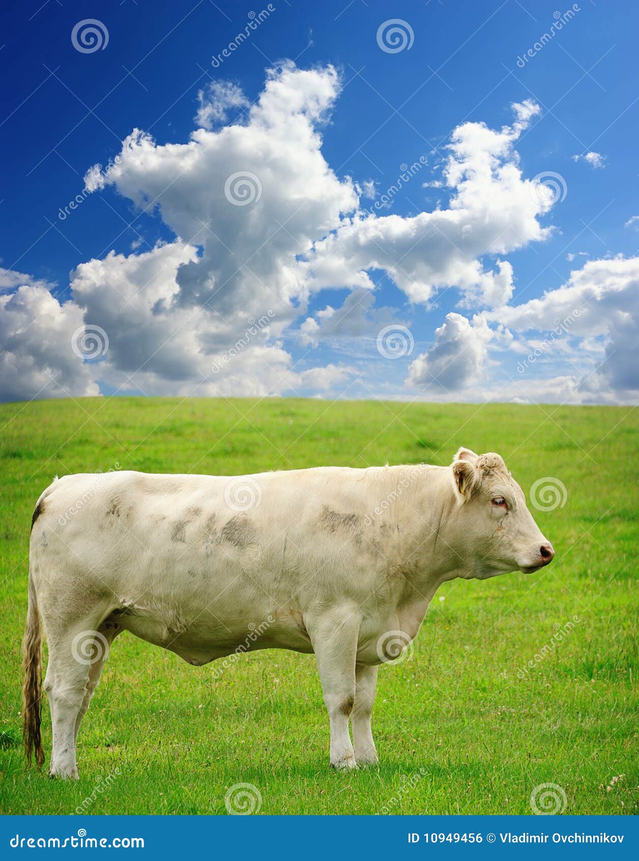 Cow in the field stock photo. Image of color, nature - 10949456