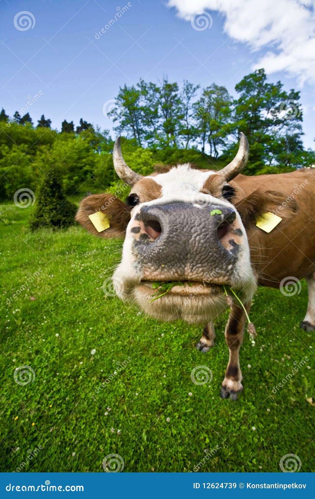 Cow on field stock image. Image of curiosity, domestic - 12624739