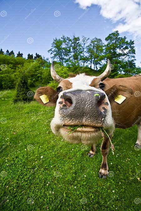 Cow on field stock image. Image of curiosity, domestic - 12624739