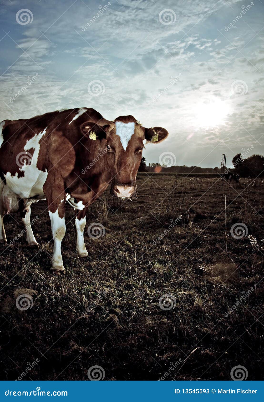 Cow in field stock image. Image of brown, livestock, looks - 13545593