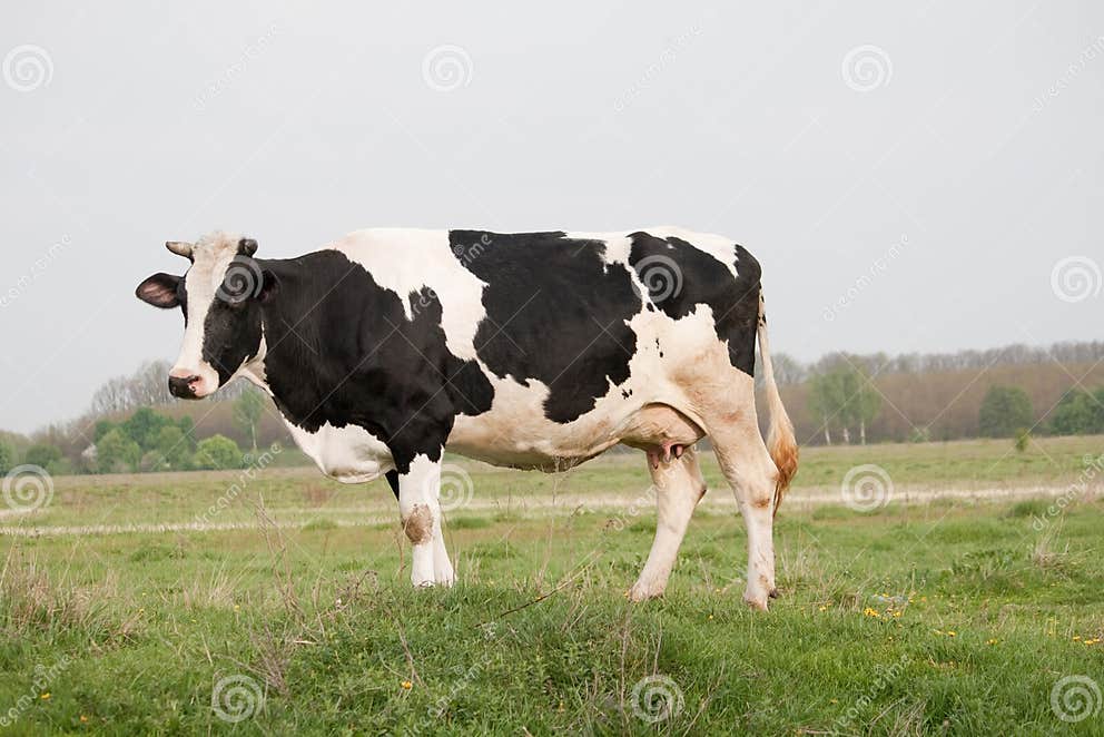 Cow in the field stock photo. Image of close, friesian - 14299730