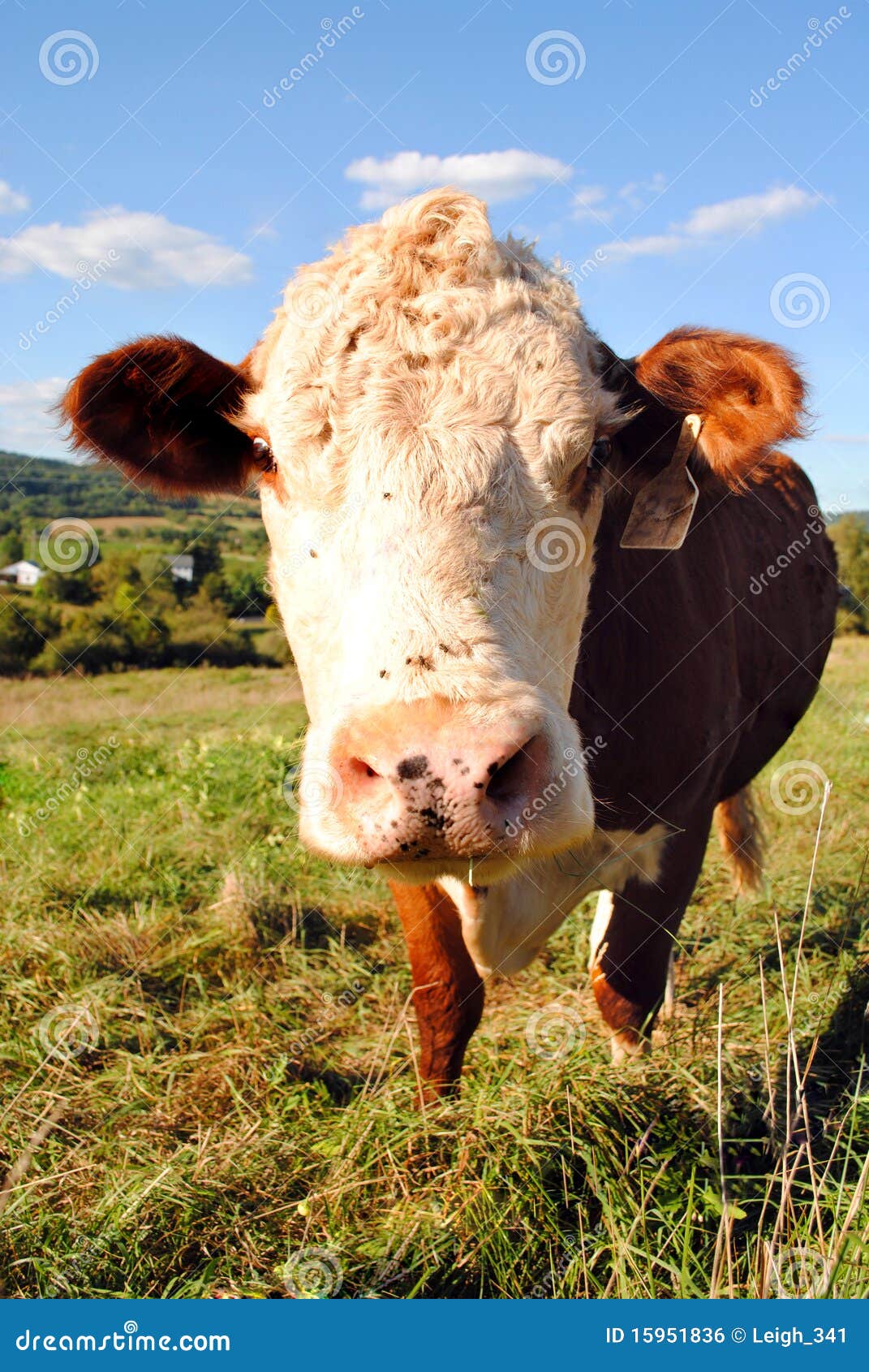 Cow in field stock photo. Image of grassland, curious - 15951836
