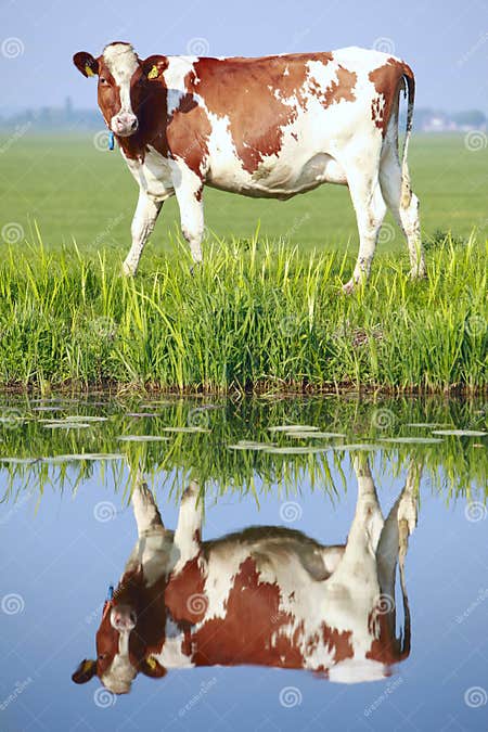 Cow on the field stock photo. Image of field, livestock - 19969158