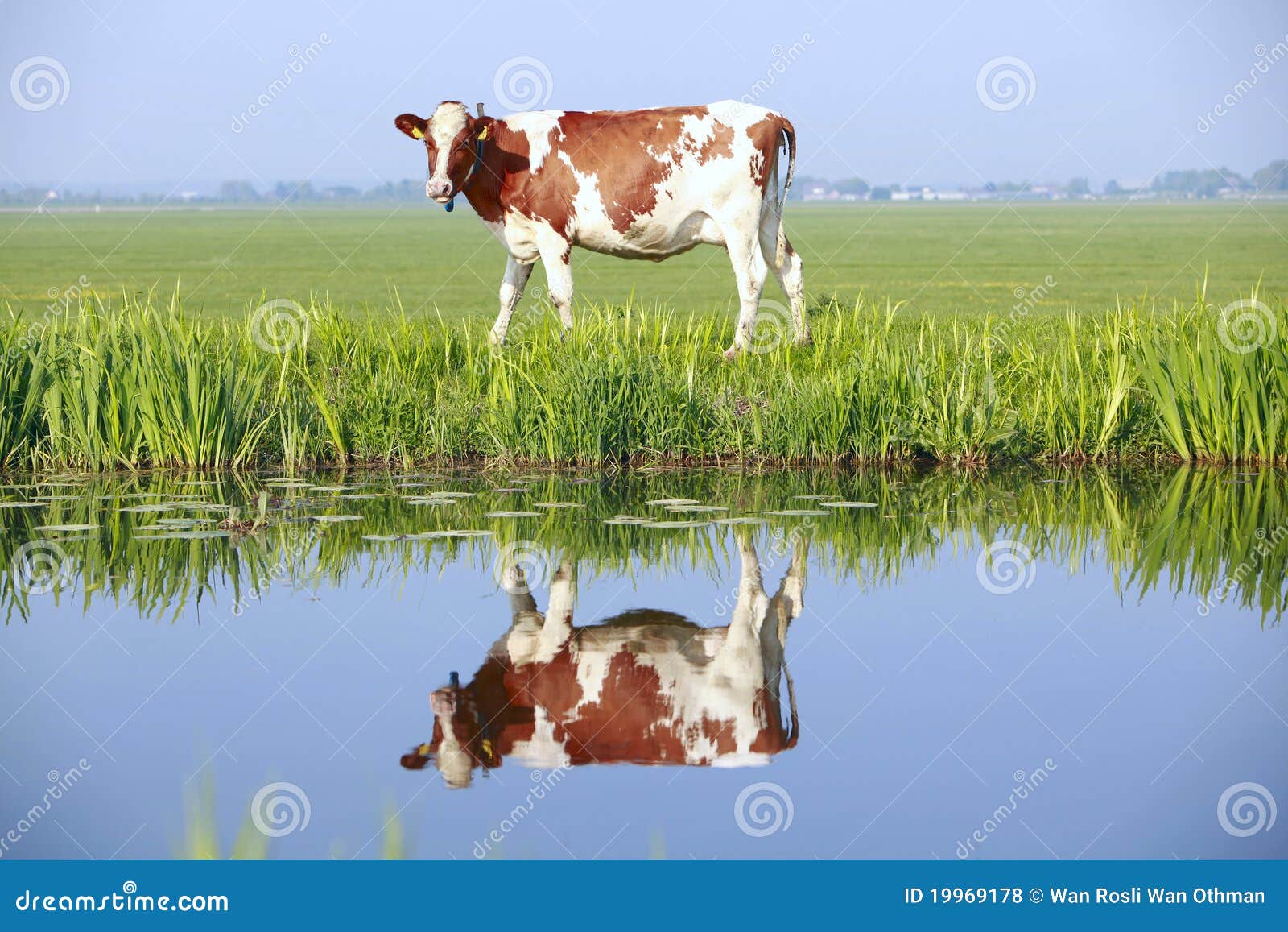 Cow on the field stock photo. Image of cattle, green - 19969178