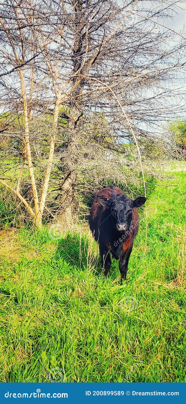 Cow in field stock image. Image of farm, nature, field - 200899589