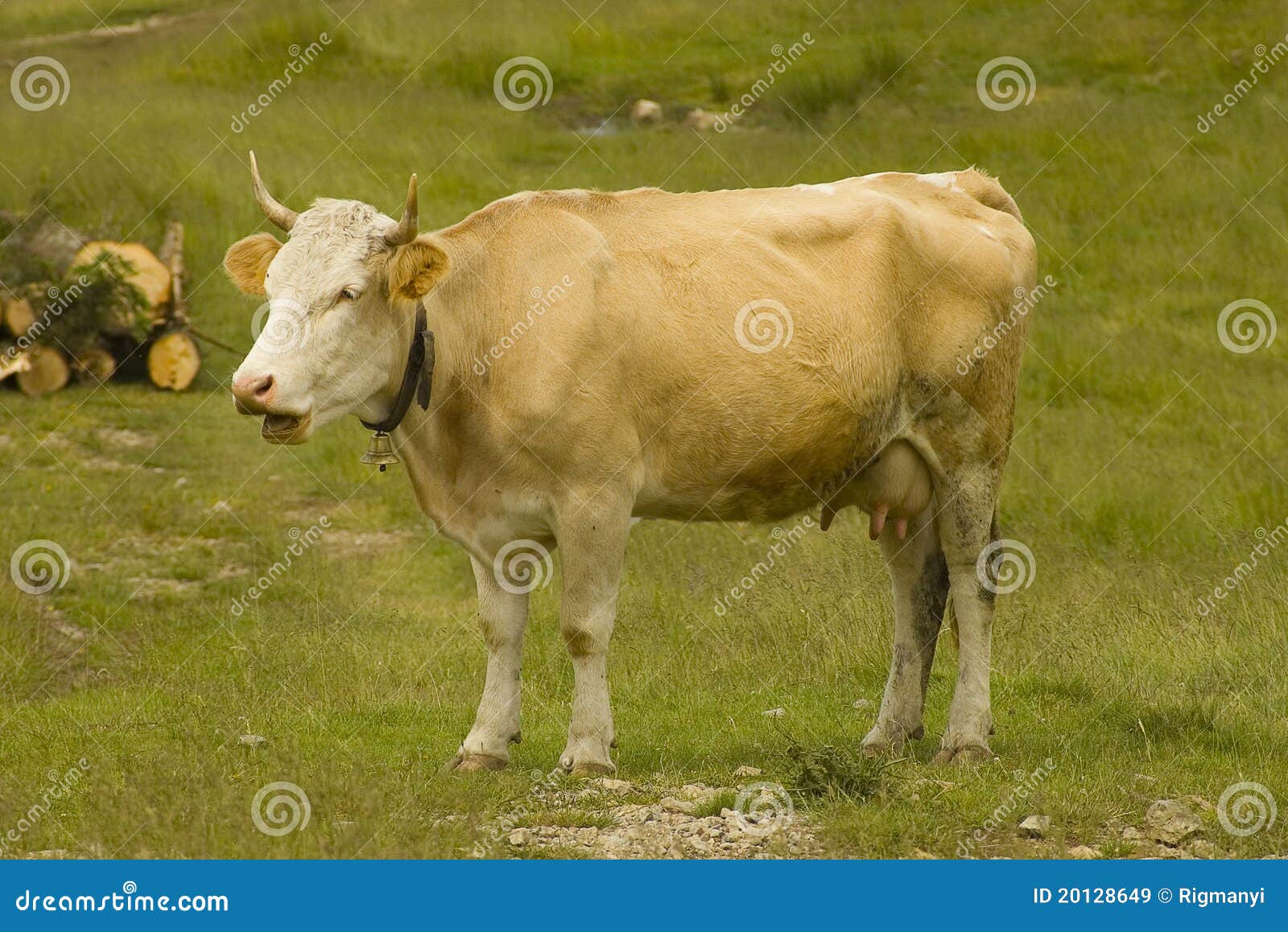 Cow on the field stock image. Image of meadow, brown - 20128649