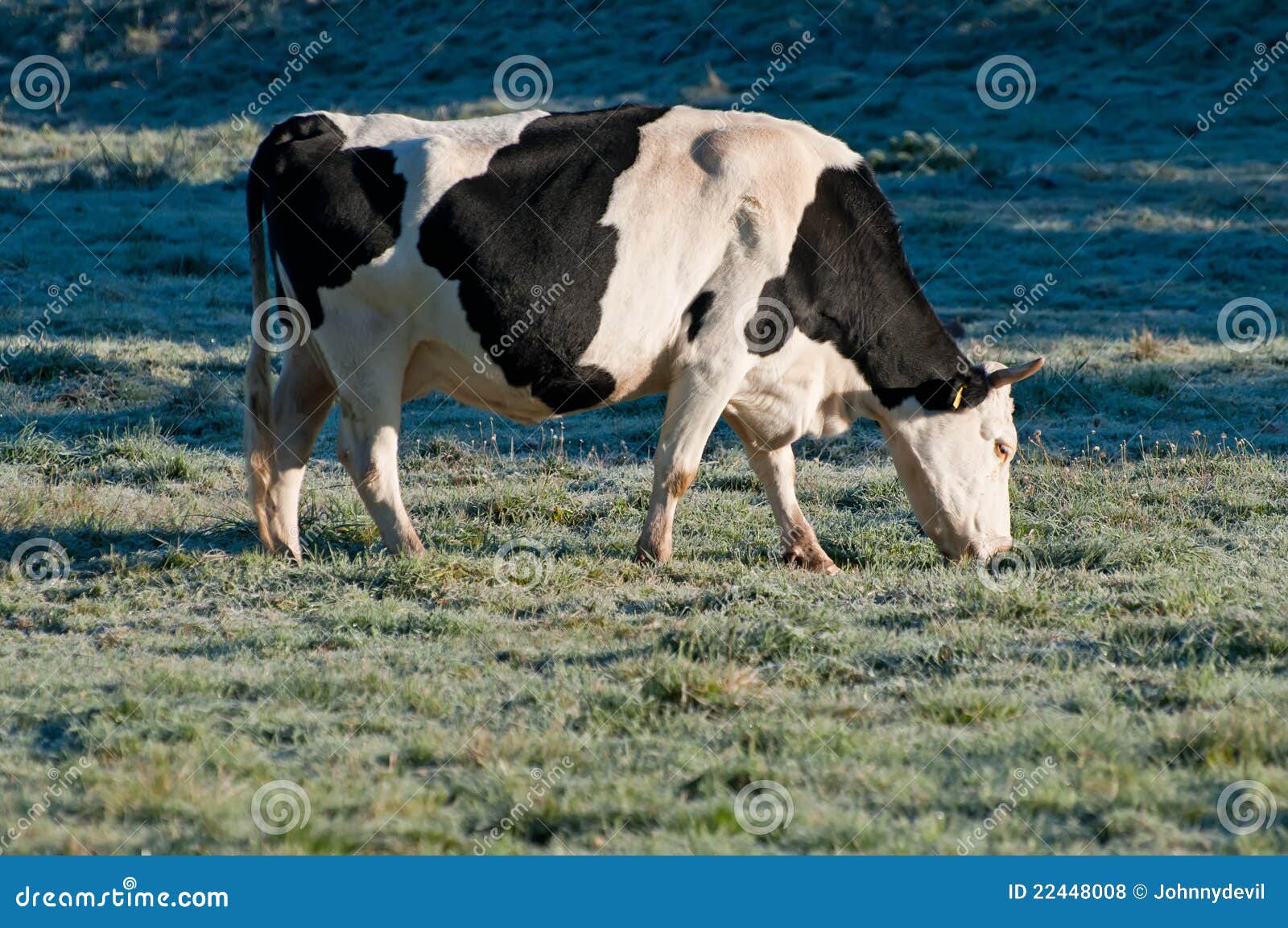 Cow on a Field stock photo. Image of frost, horns, green - 22448008