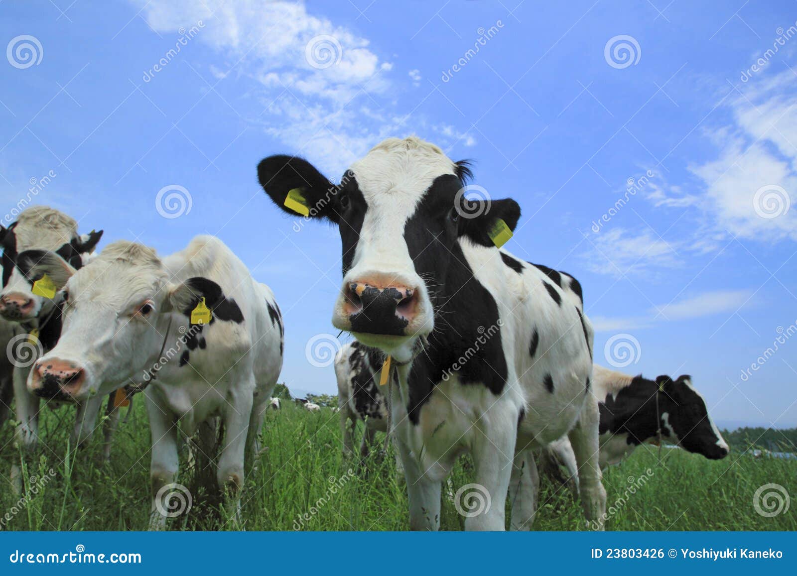 Cow in field stock photo. Image of white, bright, farm - 23803426