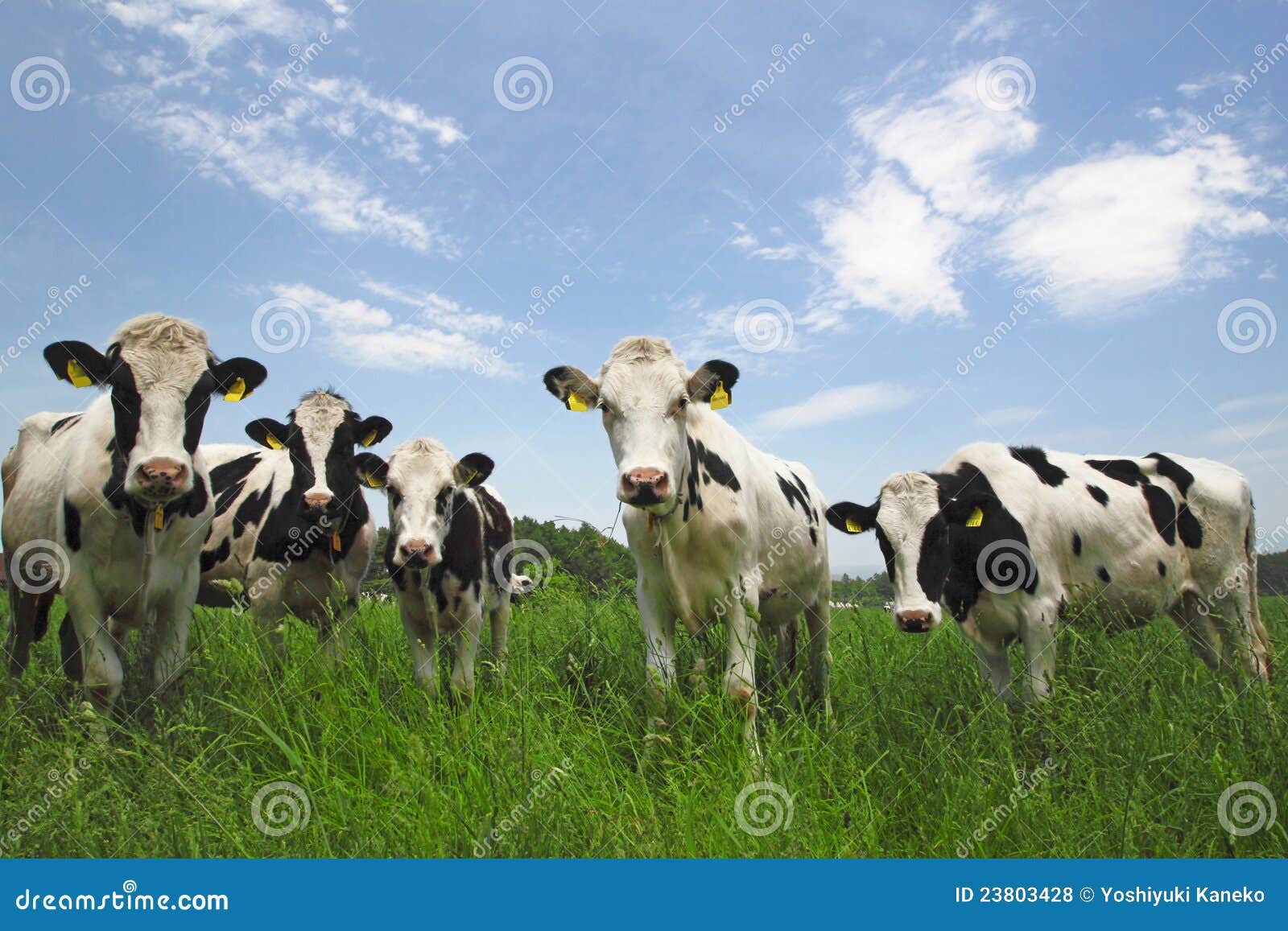 Cow in field stock photo. Image of black, white, grass - 23803428