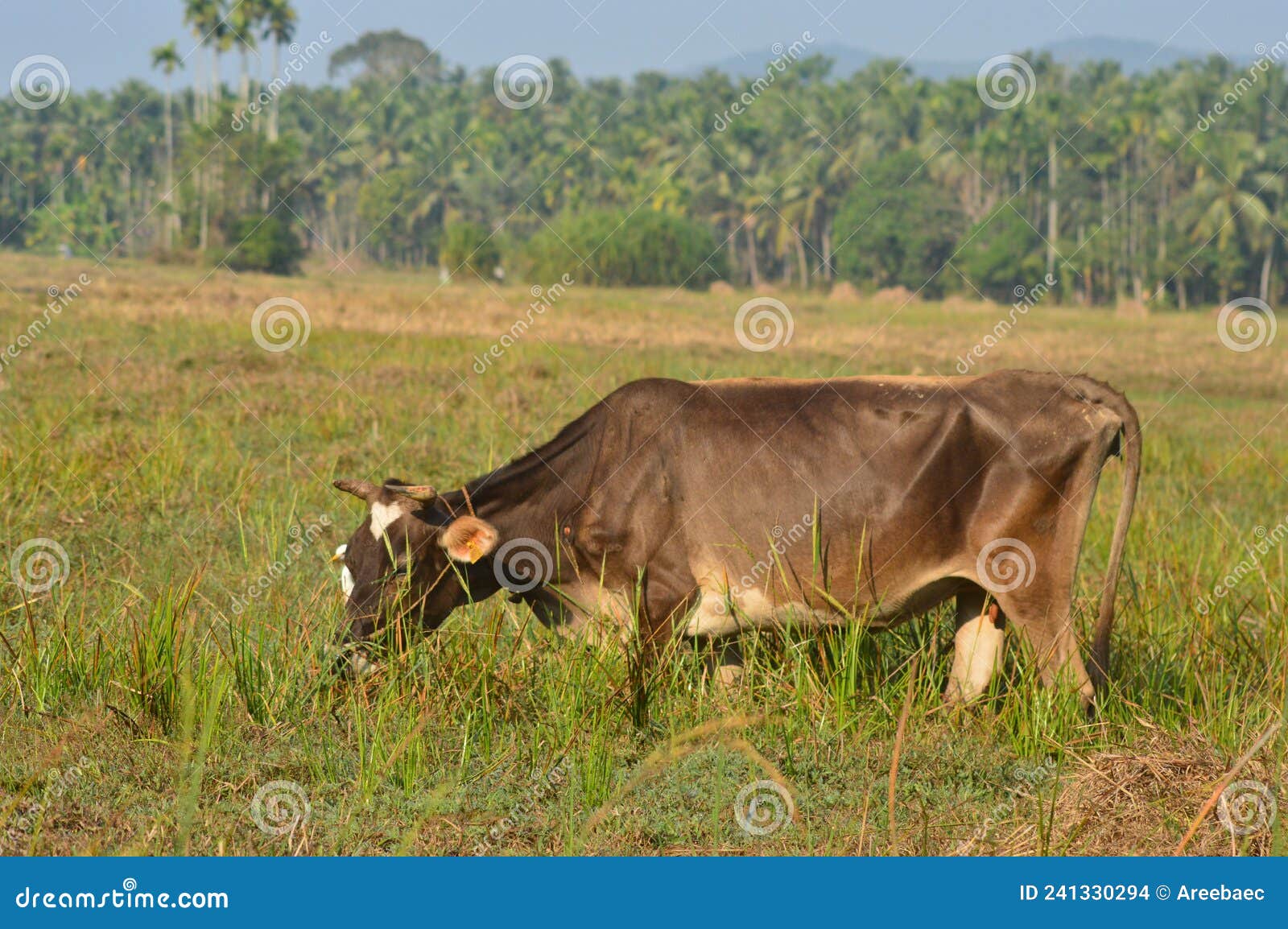 Cow in the field stock photo. Image of deer, meadow - 241330294