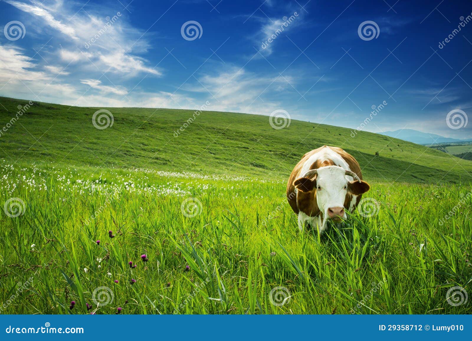 Cow in a field stock photo. Image of nature, flowers - 29358712