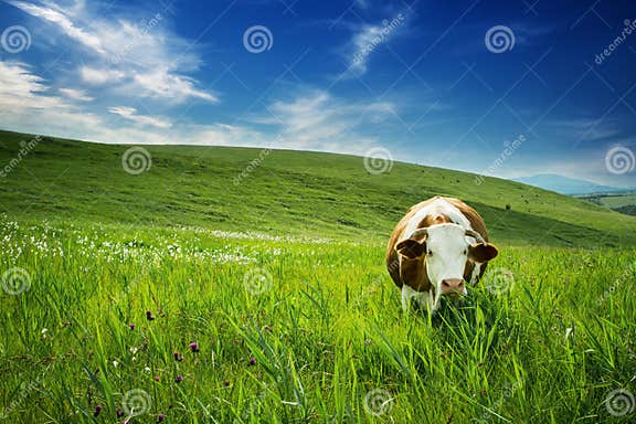 Cow in a field stock photo. Image of nature, flowers - 29358712